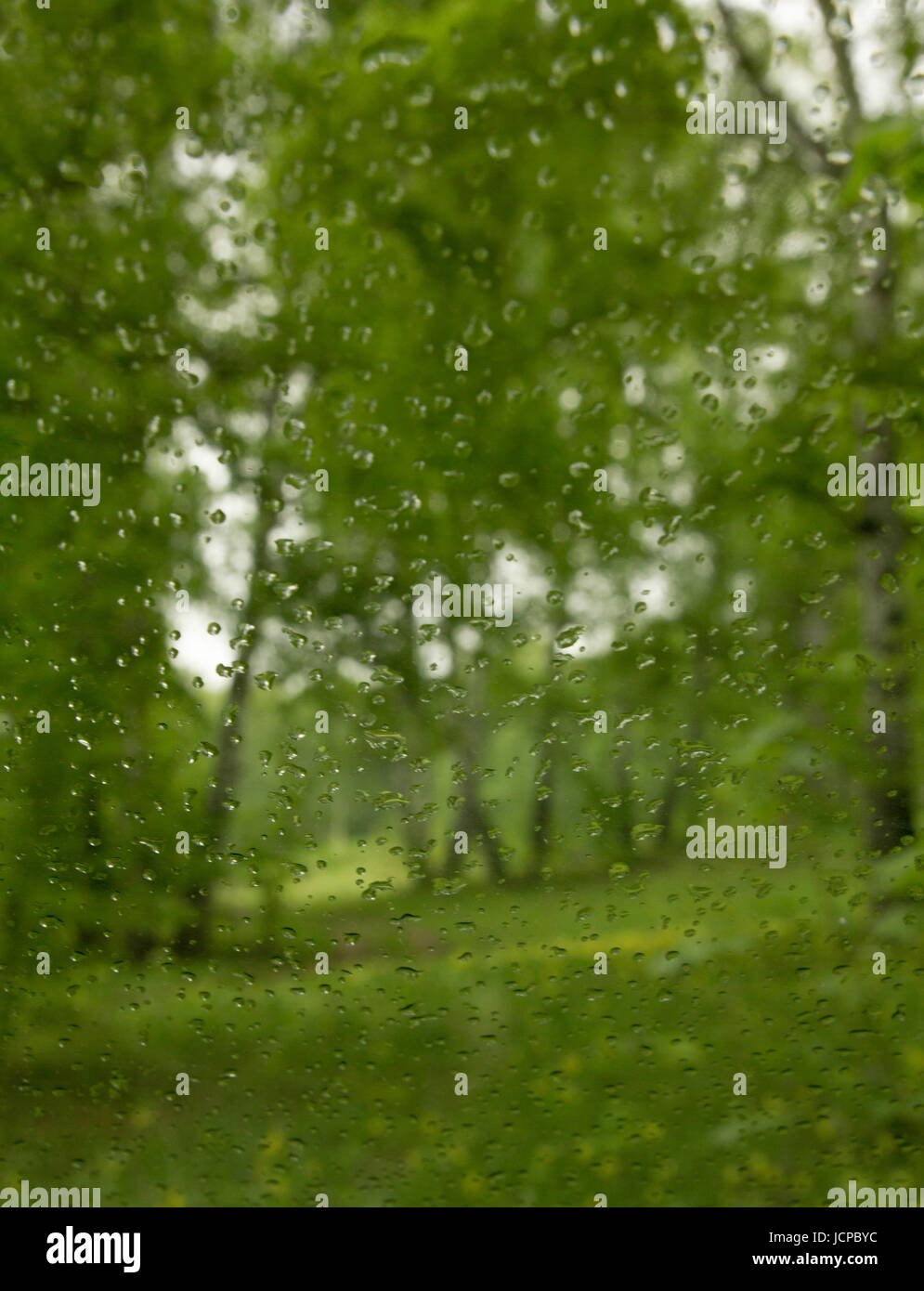 Drops of rain on the window glass in a spring birch grove Stock Photo ...