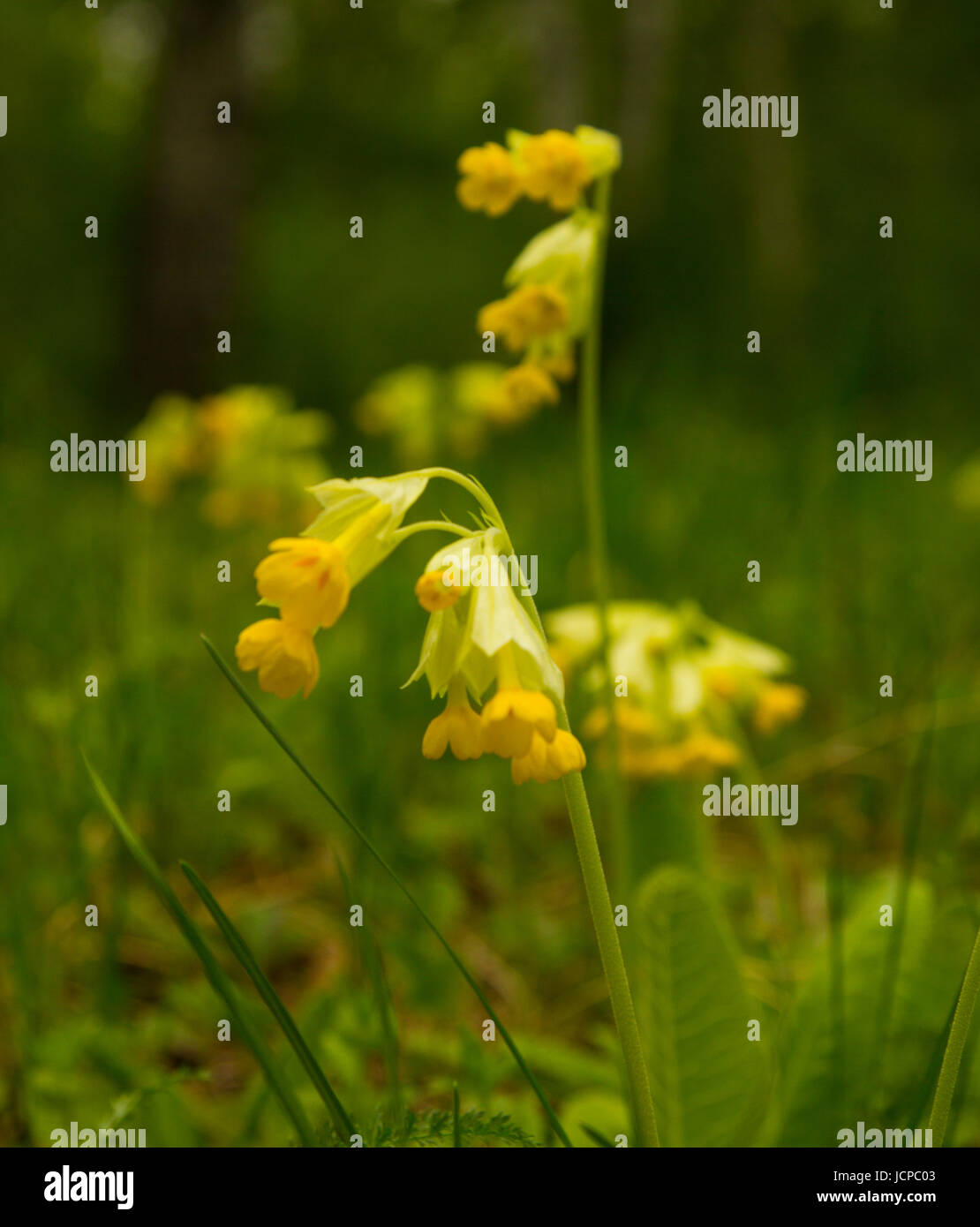 Primroseflower hi-res stock photography and images - Alamy