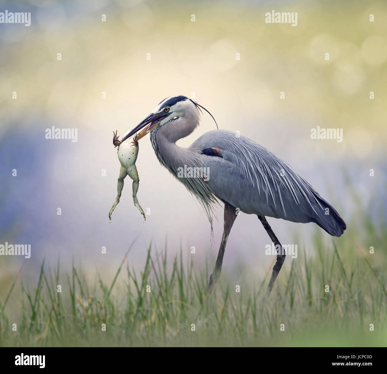 Great Blue Heron with a Bull Frog in its Beak Stock Photo - Alamy