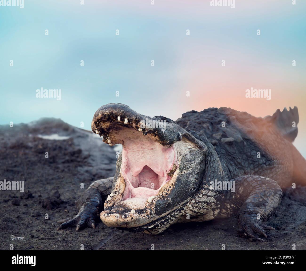 Large American Alligator with its Mouth open Stock Photo - Alamy