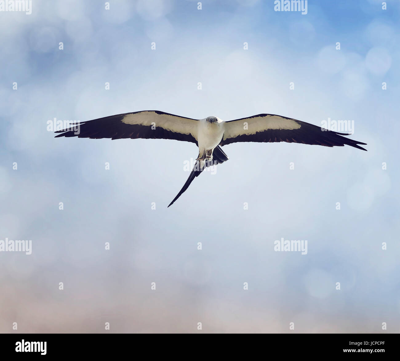 Swallow-tailed Kite (Elanoides forficatus) in flight with a grasshopper ...