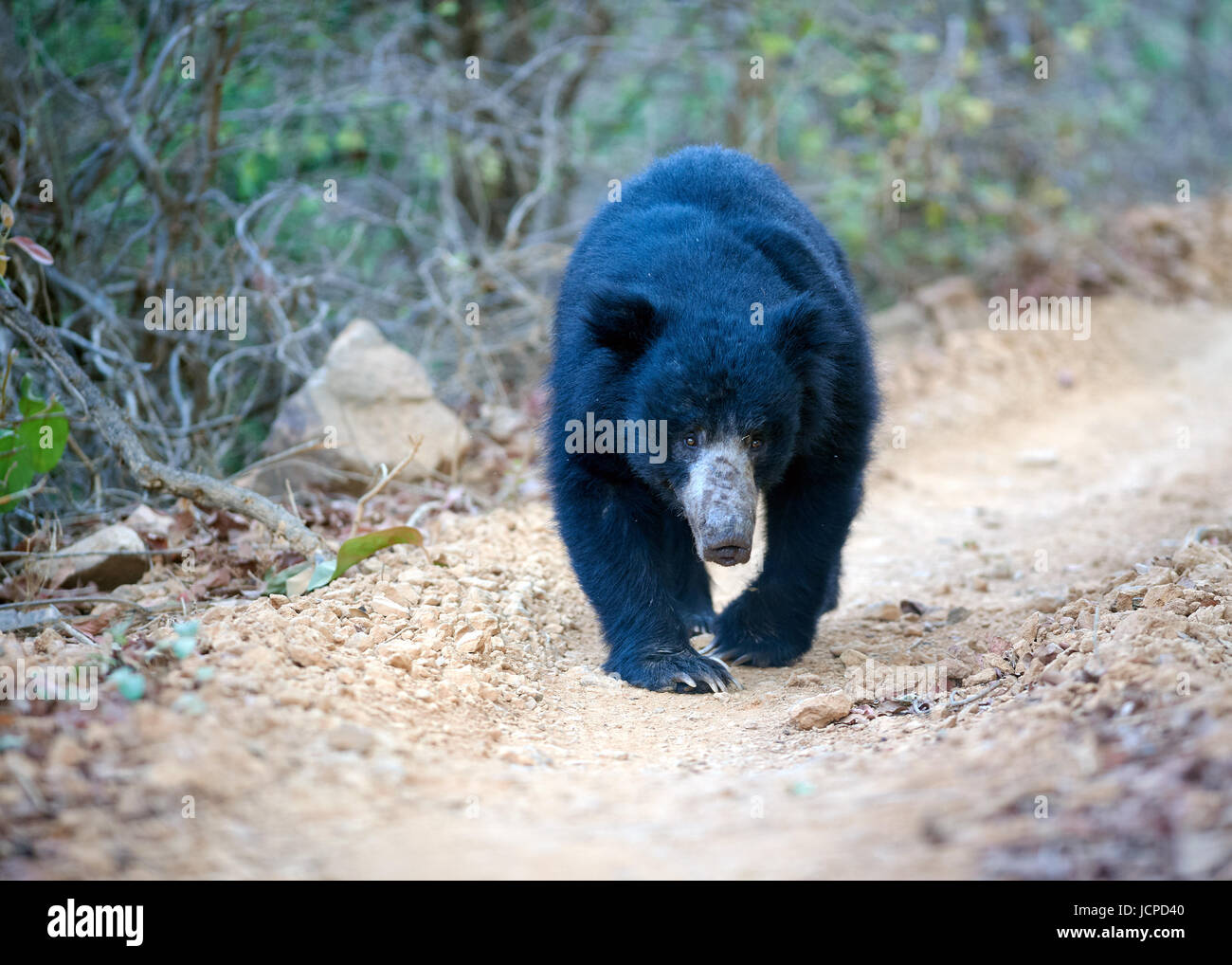 Bear Scratching With His Paws High Resolution Stock Photography and ...