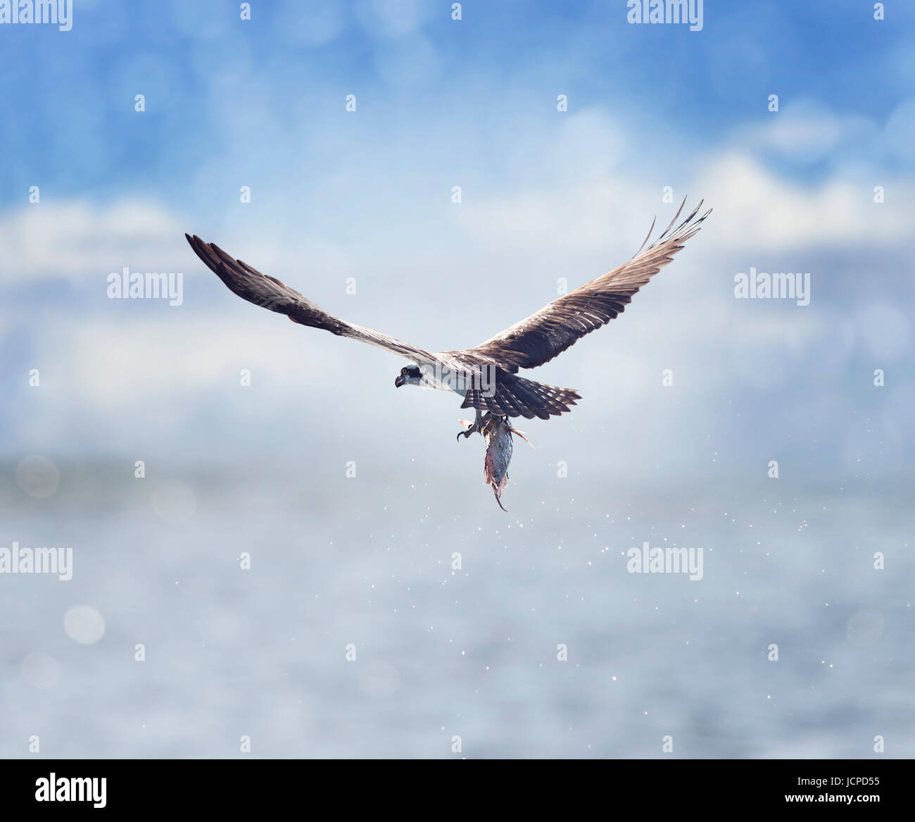 Osprey in Flight Carrying A Fish In It's Talons Stock Photo - Alamy