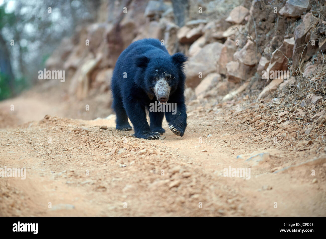 Sloth bears ants hi-res stock photography and images - Alamy