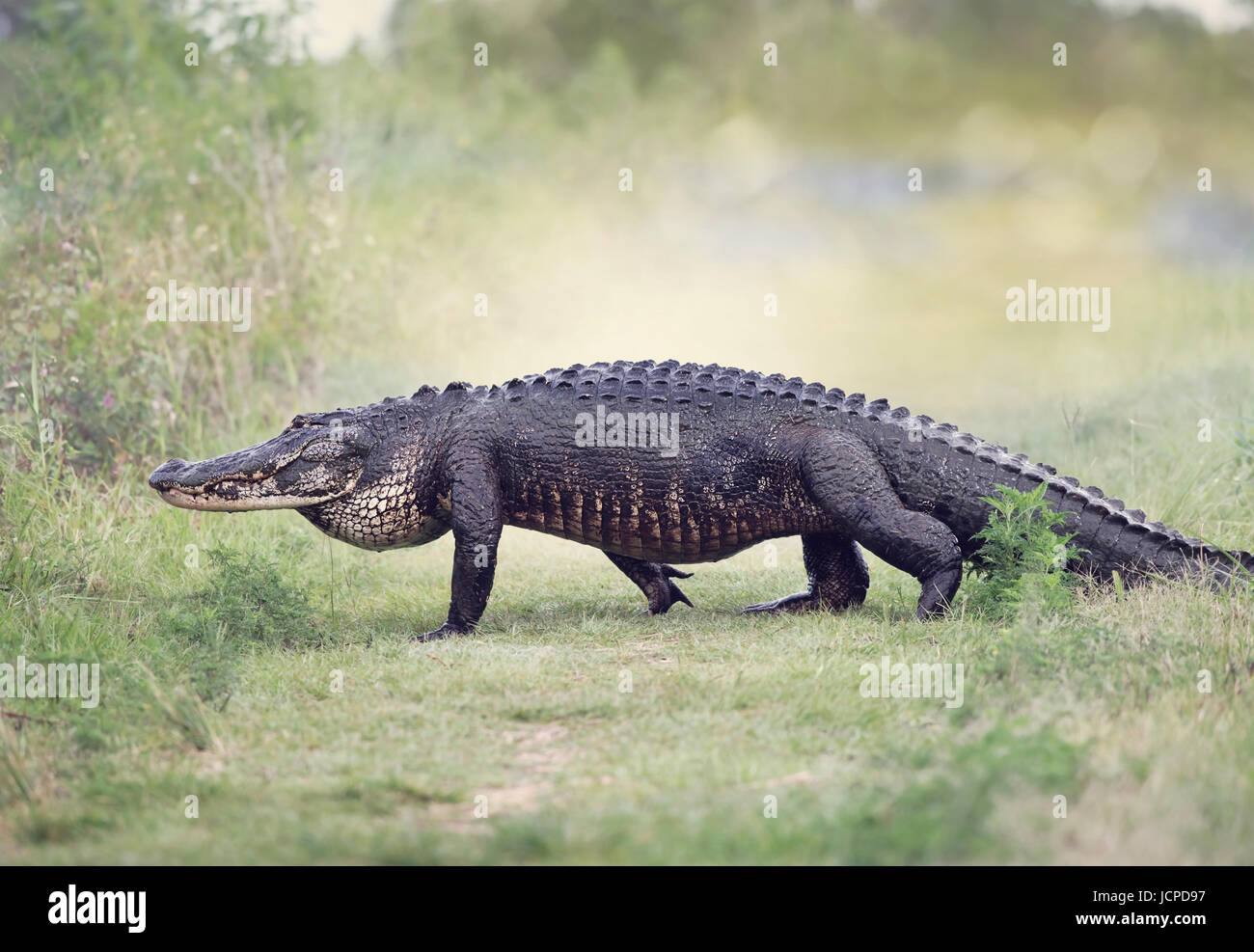 Large American Alligator walking in the wetlands Stock Photo - Alamy