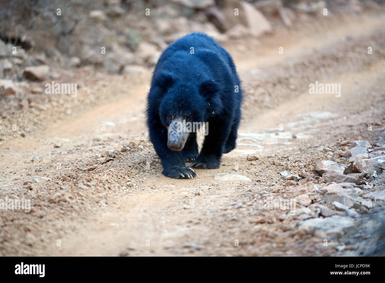Bear Scratching With His Paws High Resolution Stock Photography and ...