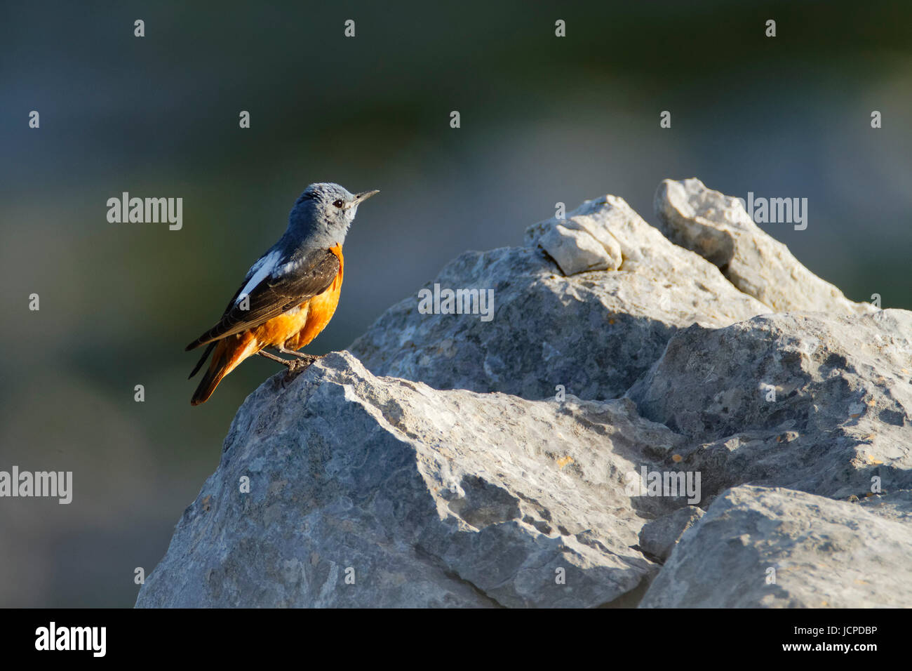 Common rock thrush from Biokovo nature park, Croatia Stock Photo - Alamy