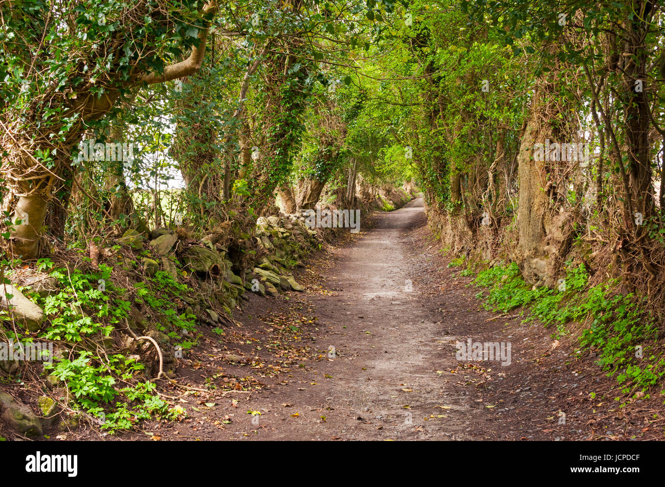 Old prehistoric footprints hi-res stock photography and images - Alamy