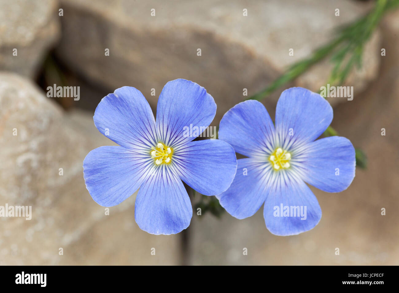 The pale flax (Linum bienne) from Biokovo nature park, Croatia Stock ...