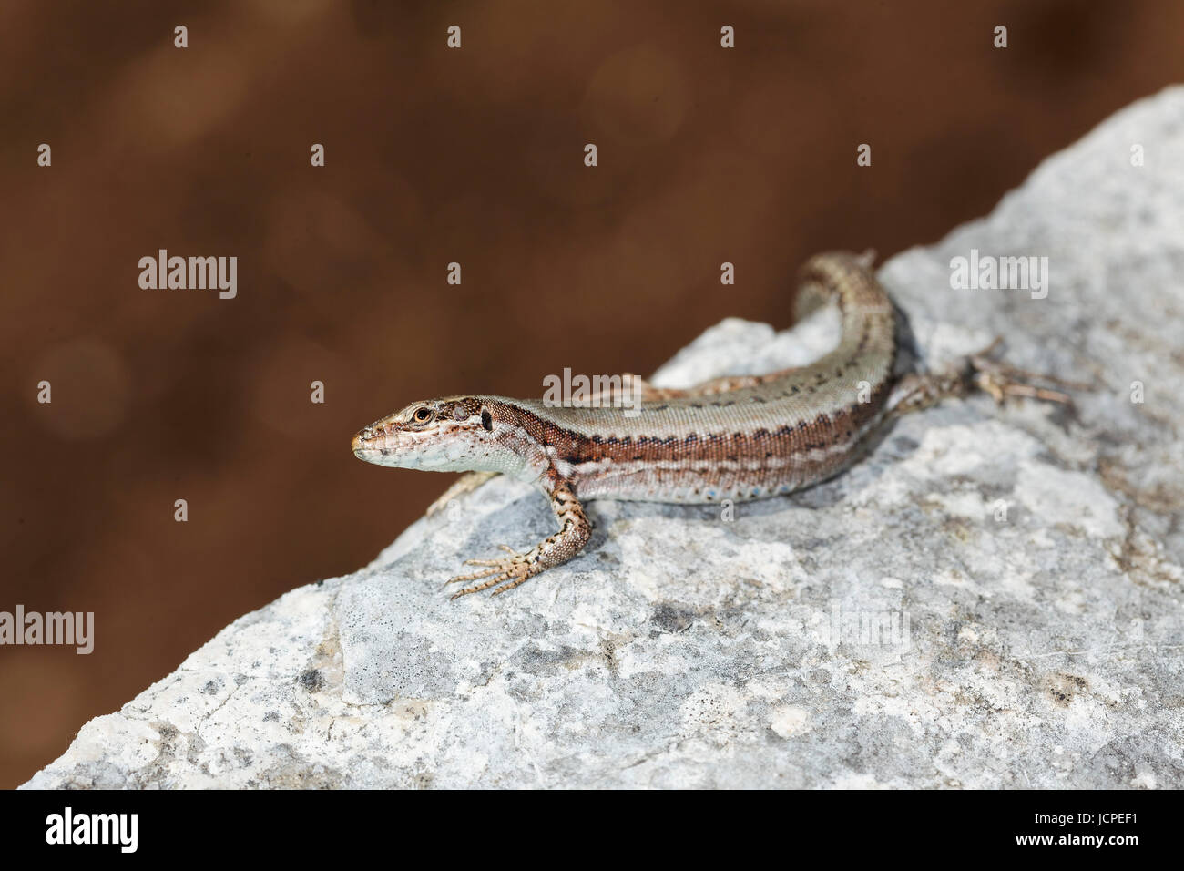 Common wall lizard from Biokovo nature park, Croatia Stock Photo - Alamy