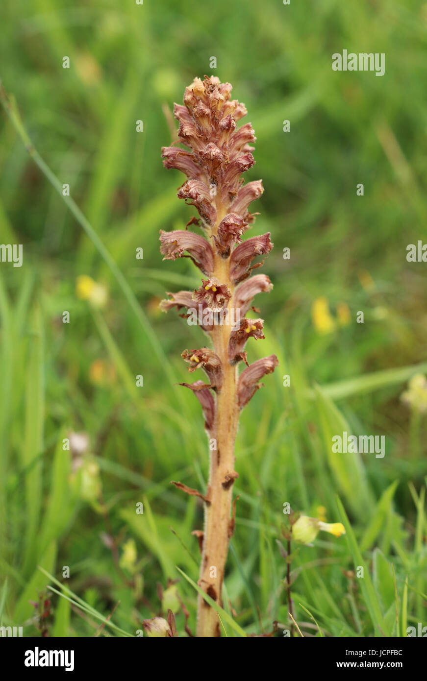 Thyme Broomrape / Orobanche alba Stock Photo - Alamy