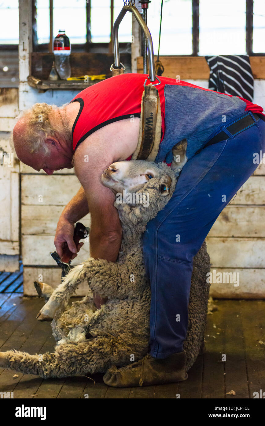 Sheep shear australia hi-res stock photography and images - Alamy