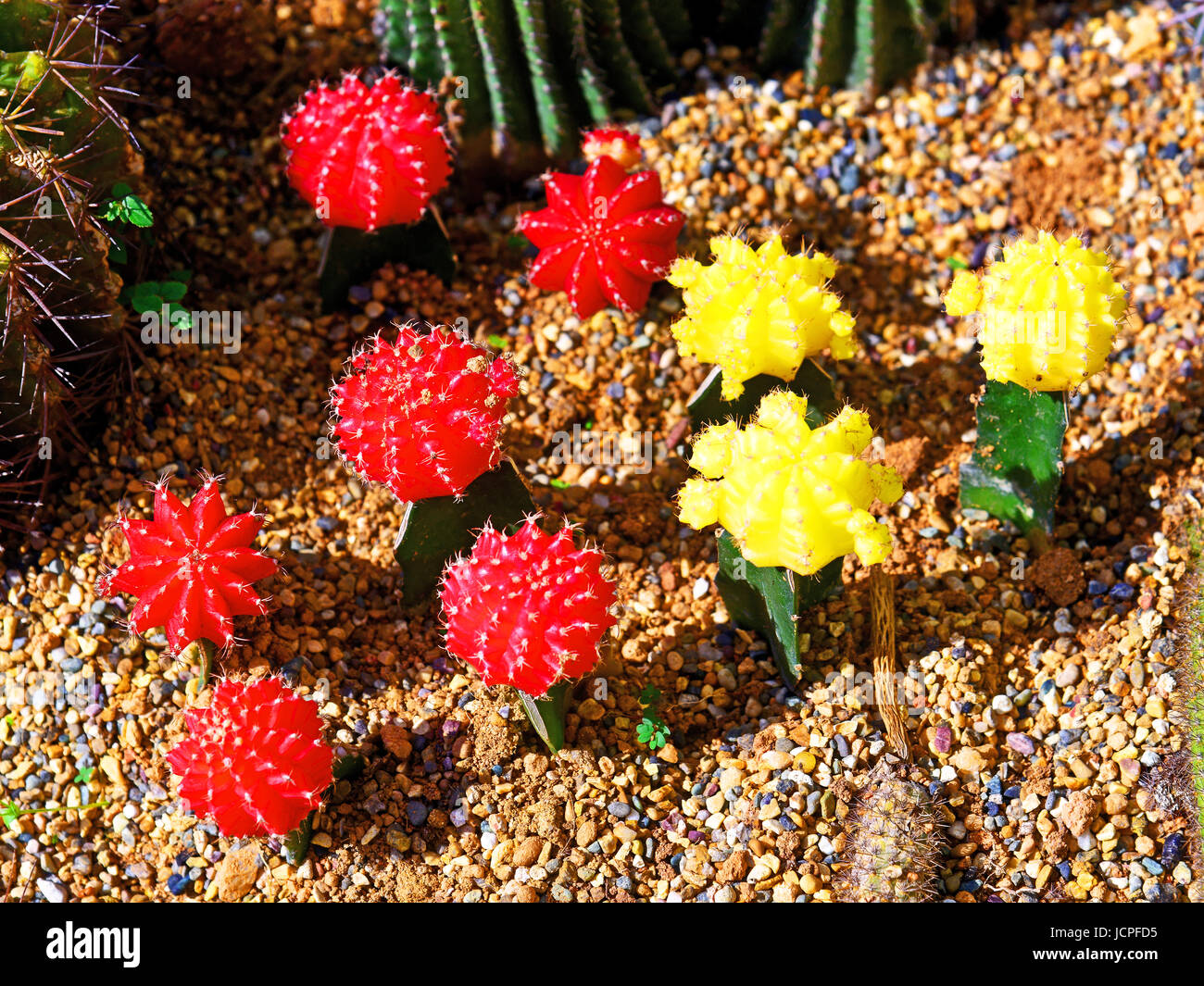 Colourful desert small red yellow barrel cactus Stock Photo - Alamy