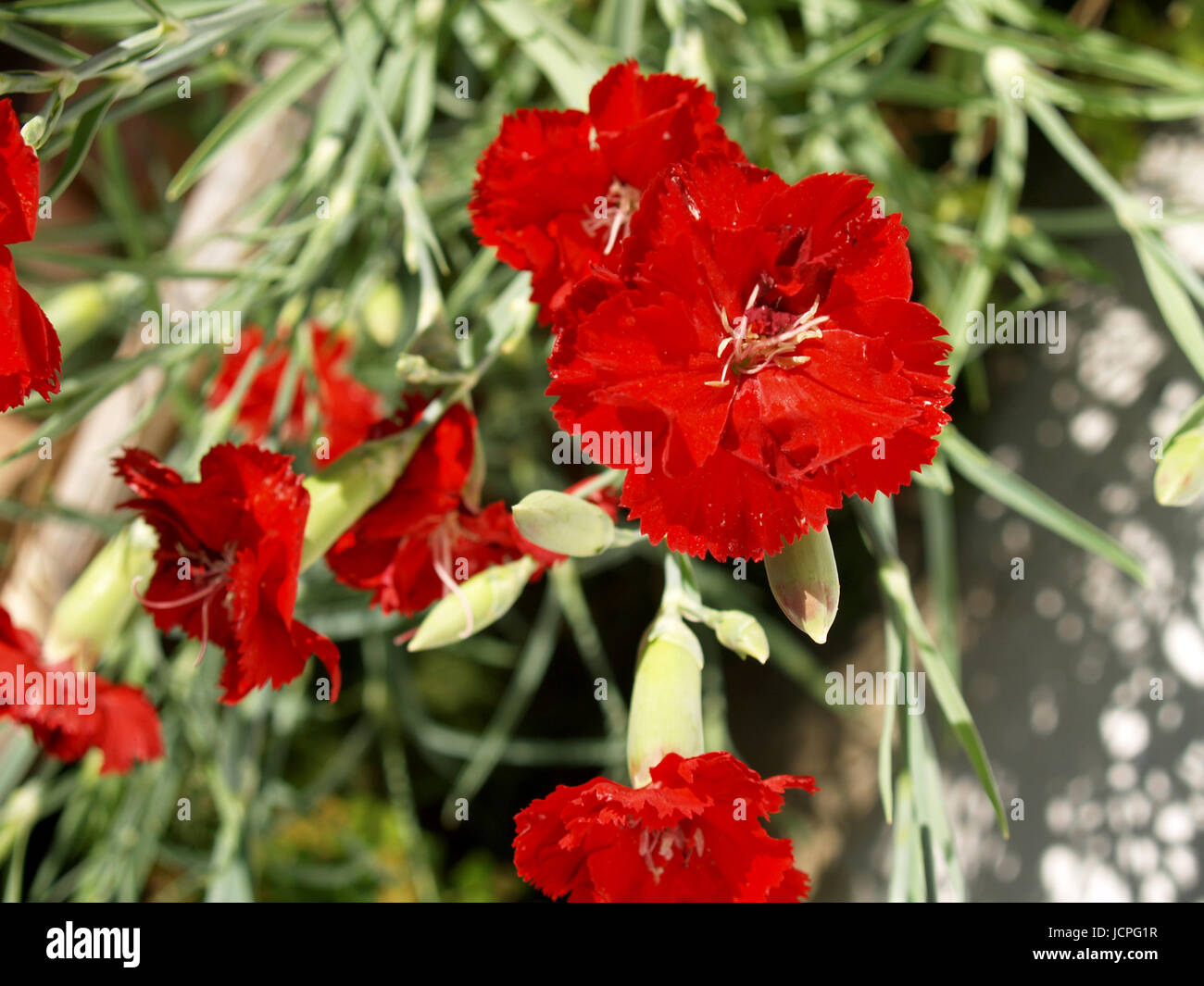 red carnation in the garden Stock Photo - Alamy