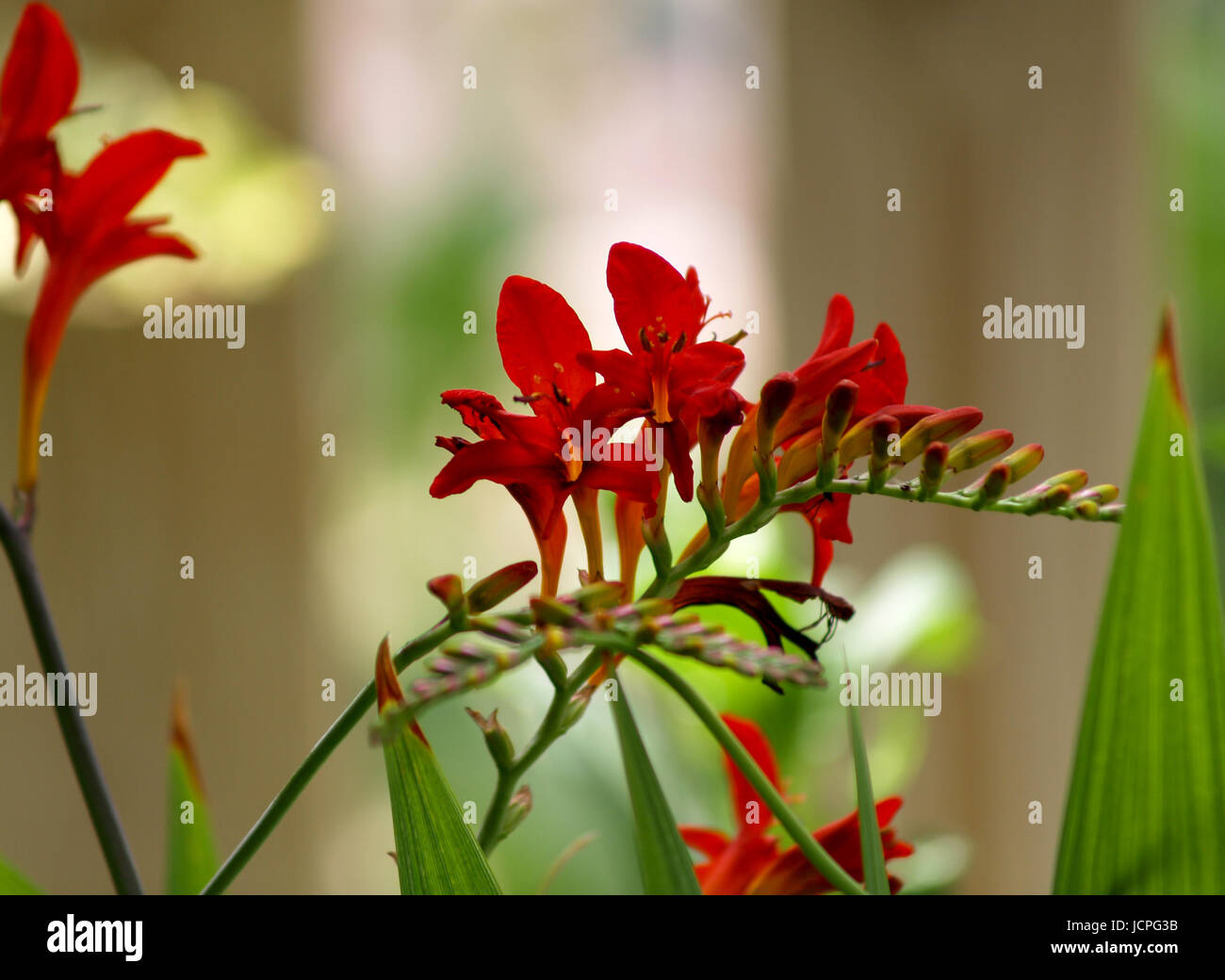 red crocosmia lucifer in the garden Stock Photo - Alamy