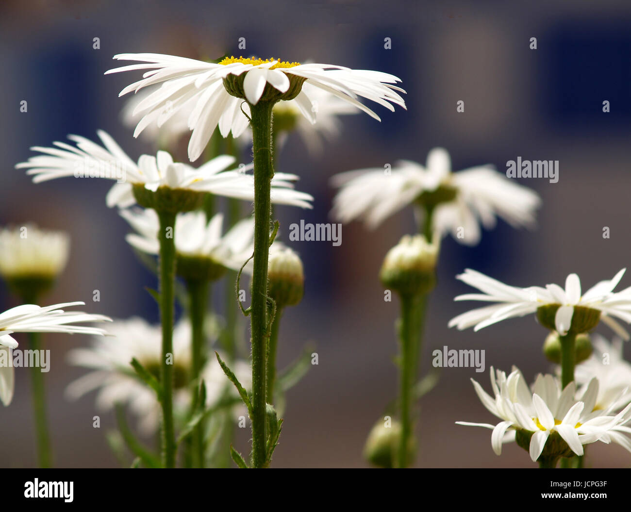Daisies in the garden Stock Photo - Alamy