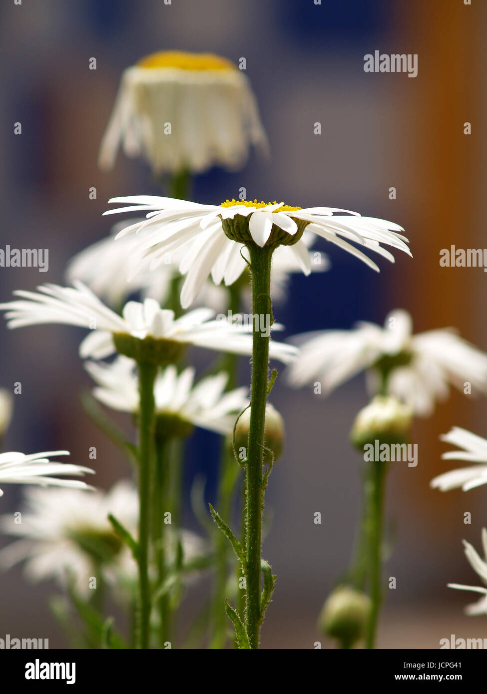 Daisies in the garden Stock Photo - Alamy