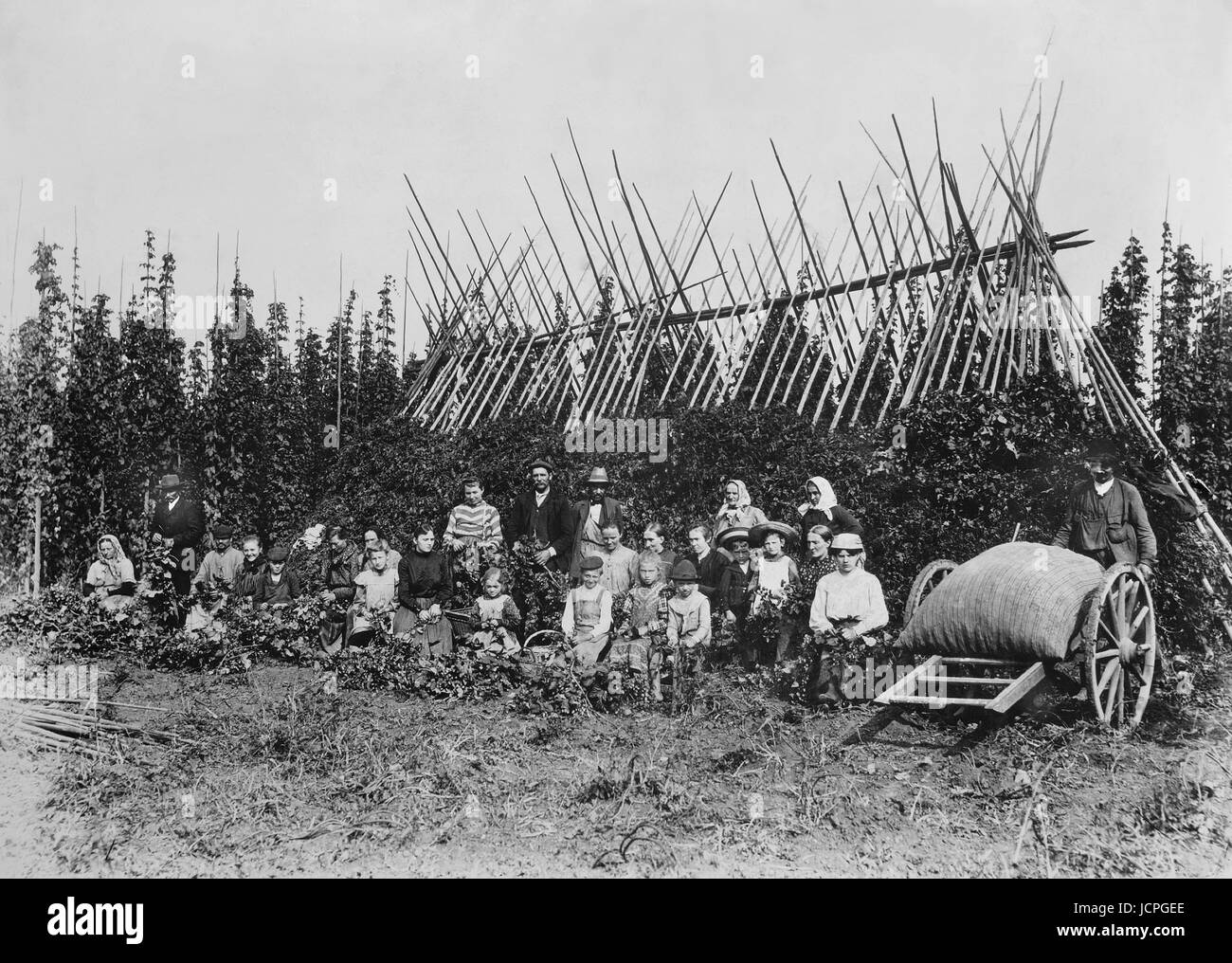 Zatec Hops Harvest Stock Photos & Zatec Hops Harvest Stock Images - Alamy