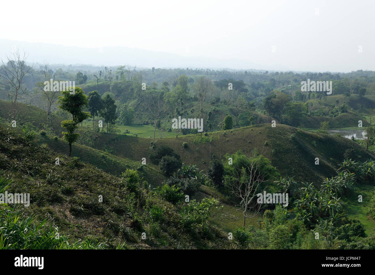 Jhum cultivation in Rangamati, Chittagong, Bangladesh Stock Photo - Alamy