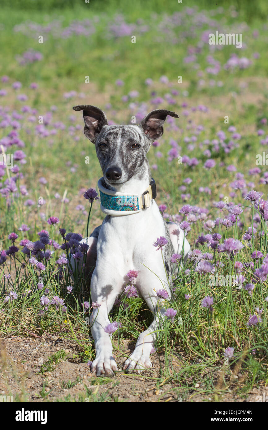 Gray-white whippet lies on the meadow Stock Photo - Alamy