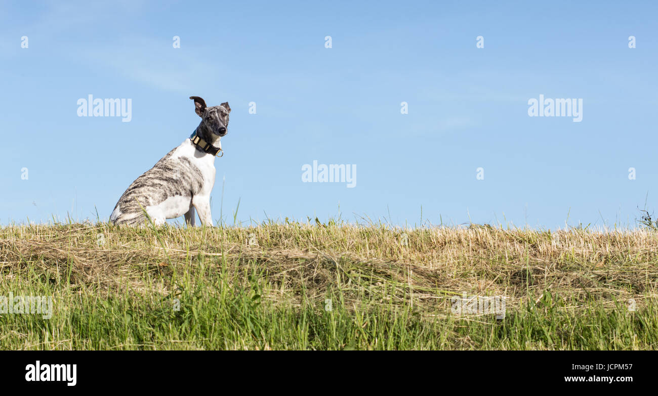 Whippet side view hi-res stock photography and images - Alamy