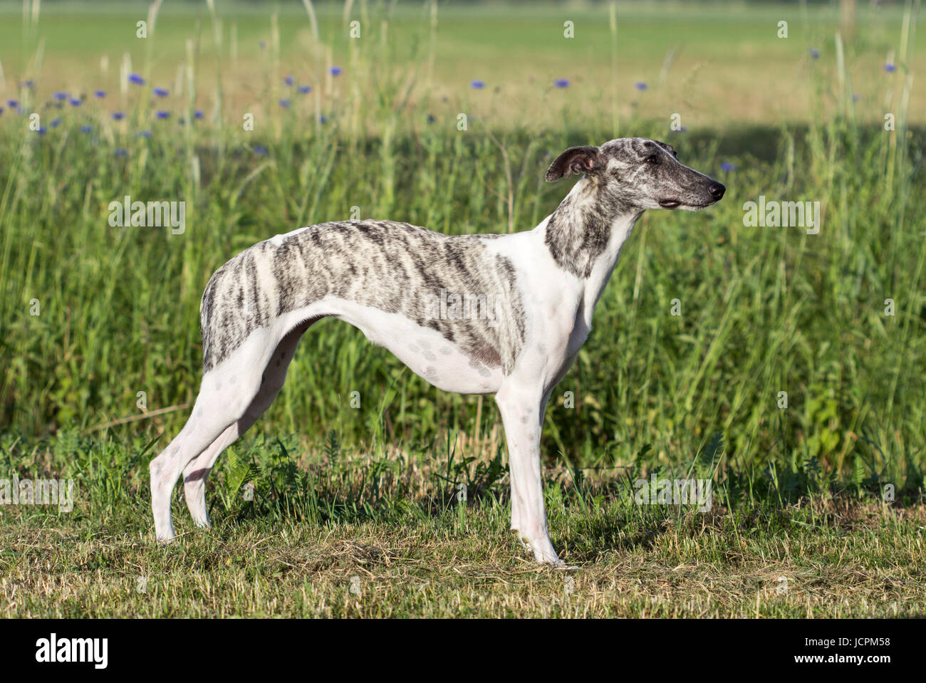 Gray-white whippet is standing on the meadow Stock Photo - Alamy
