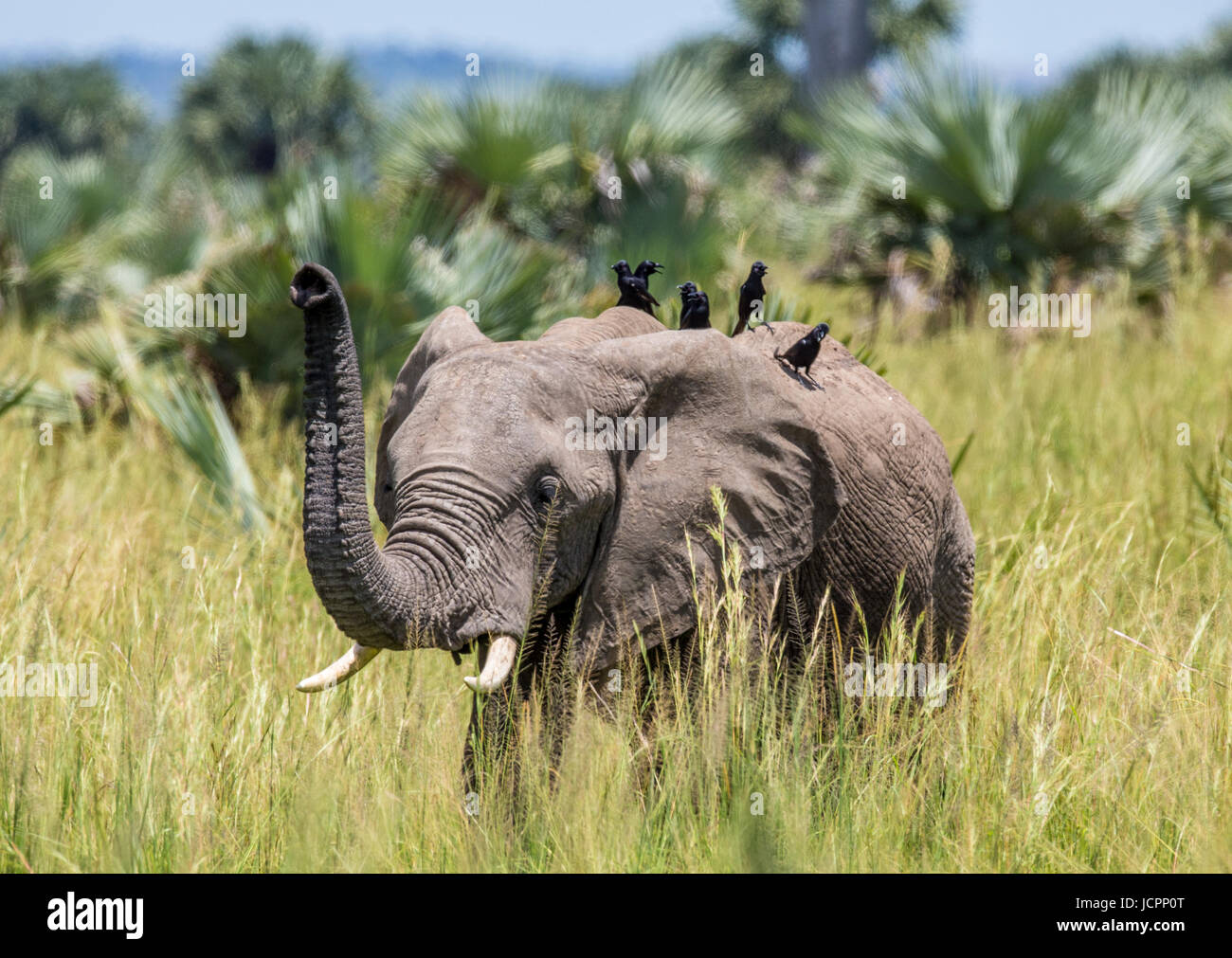 Еlephant walks along the grass with a bird on its back in the ...