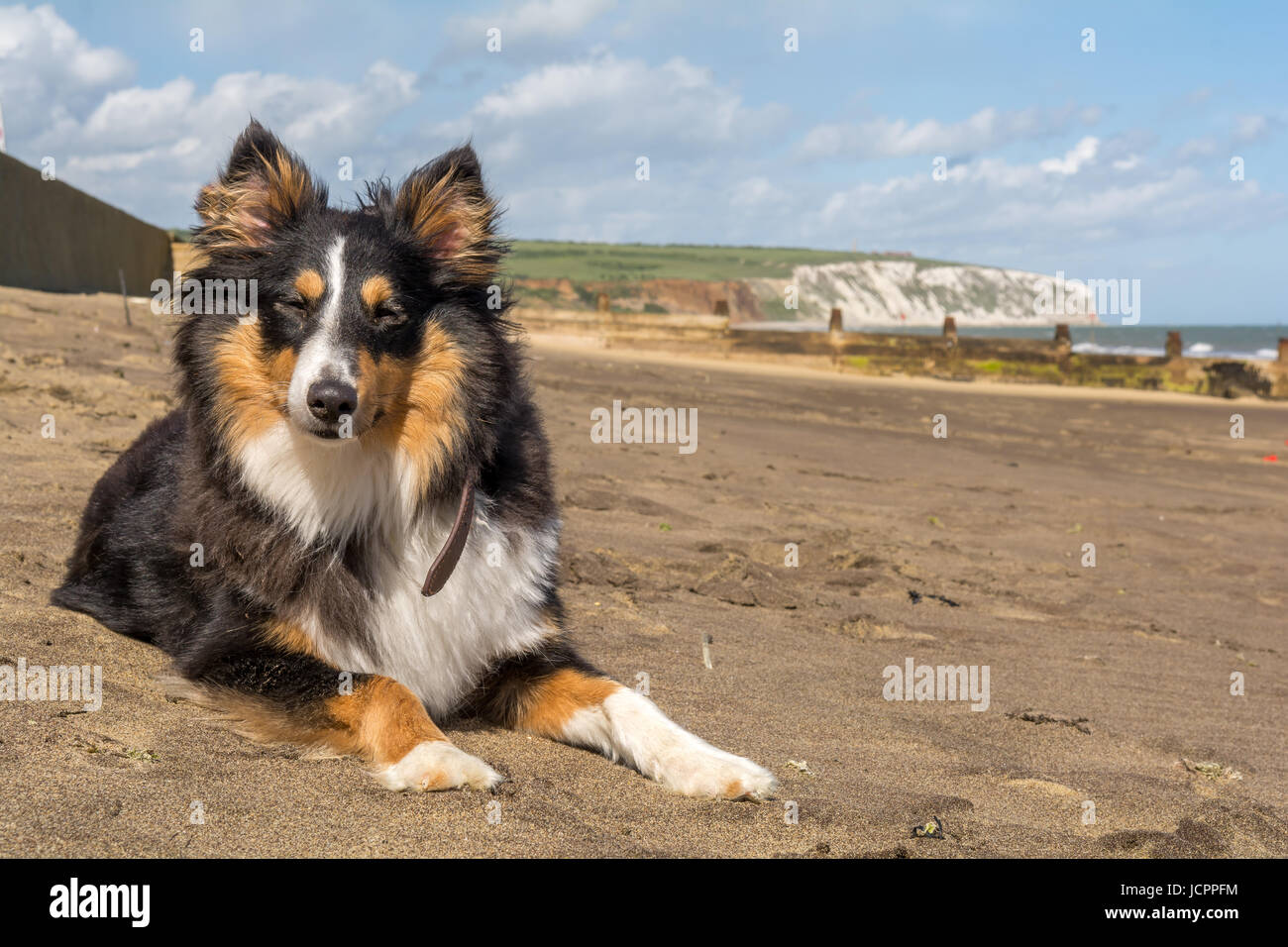 Shetland Sheepdog at the beach Stock Photo - Alamy