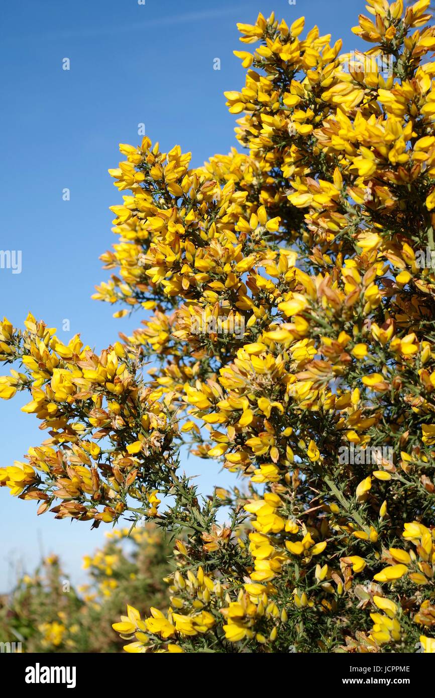 Gorse Bush (Ulex europaeus) near Dawlish in Full Flower., Devon, UK ...