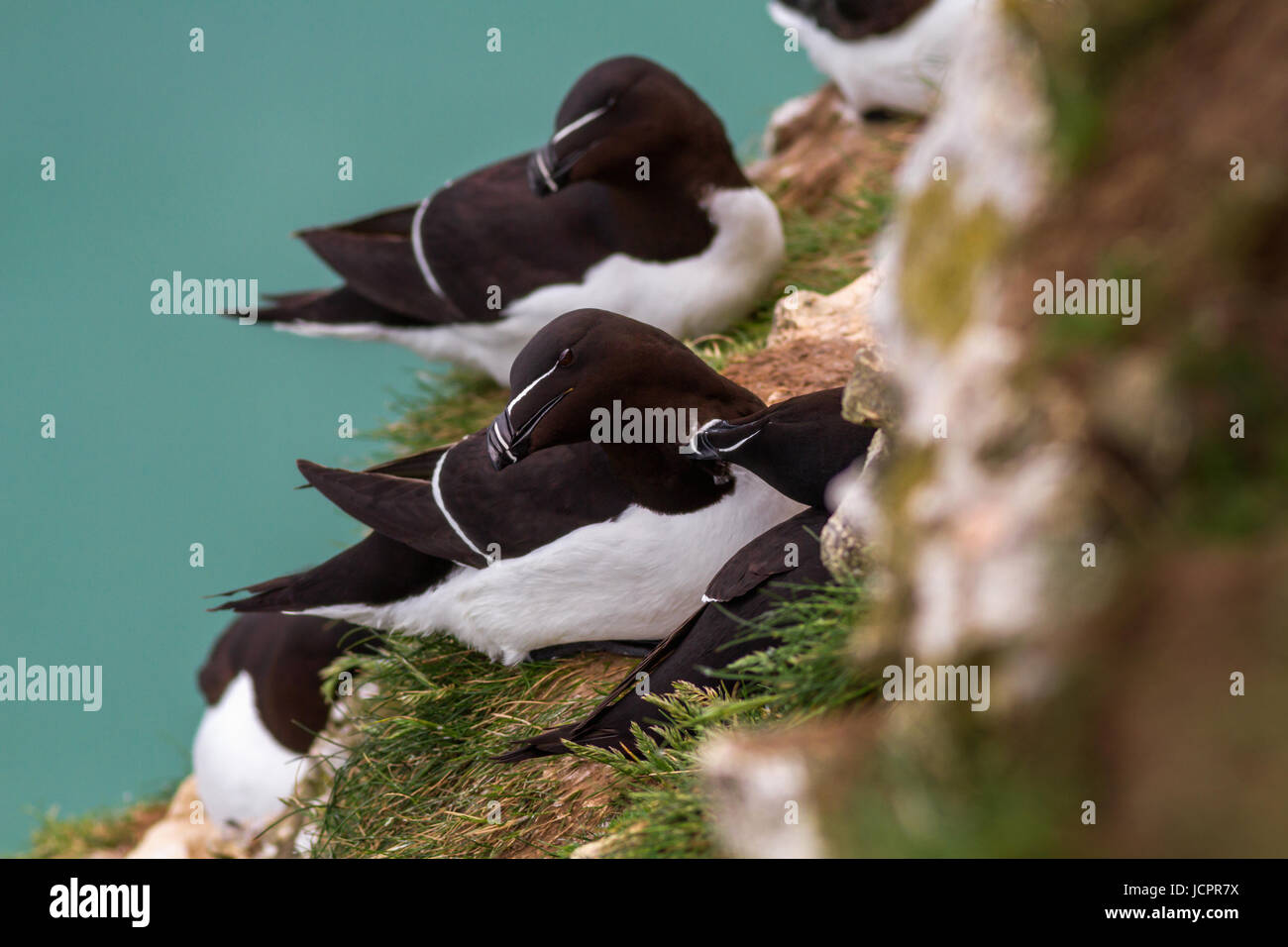 British Seabirds High Resolution Stock Photography and Images - Alamy