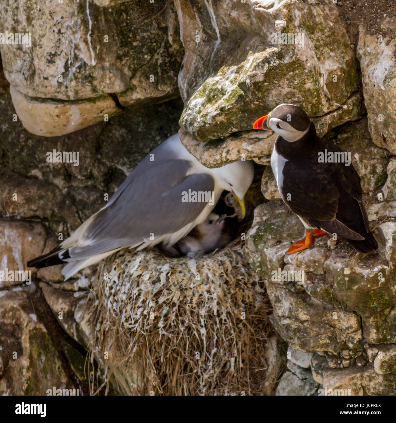 Two of the UK's red status birds, a kittiwake on a nest regurgitating ...