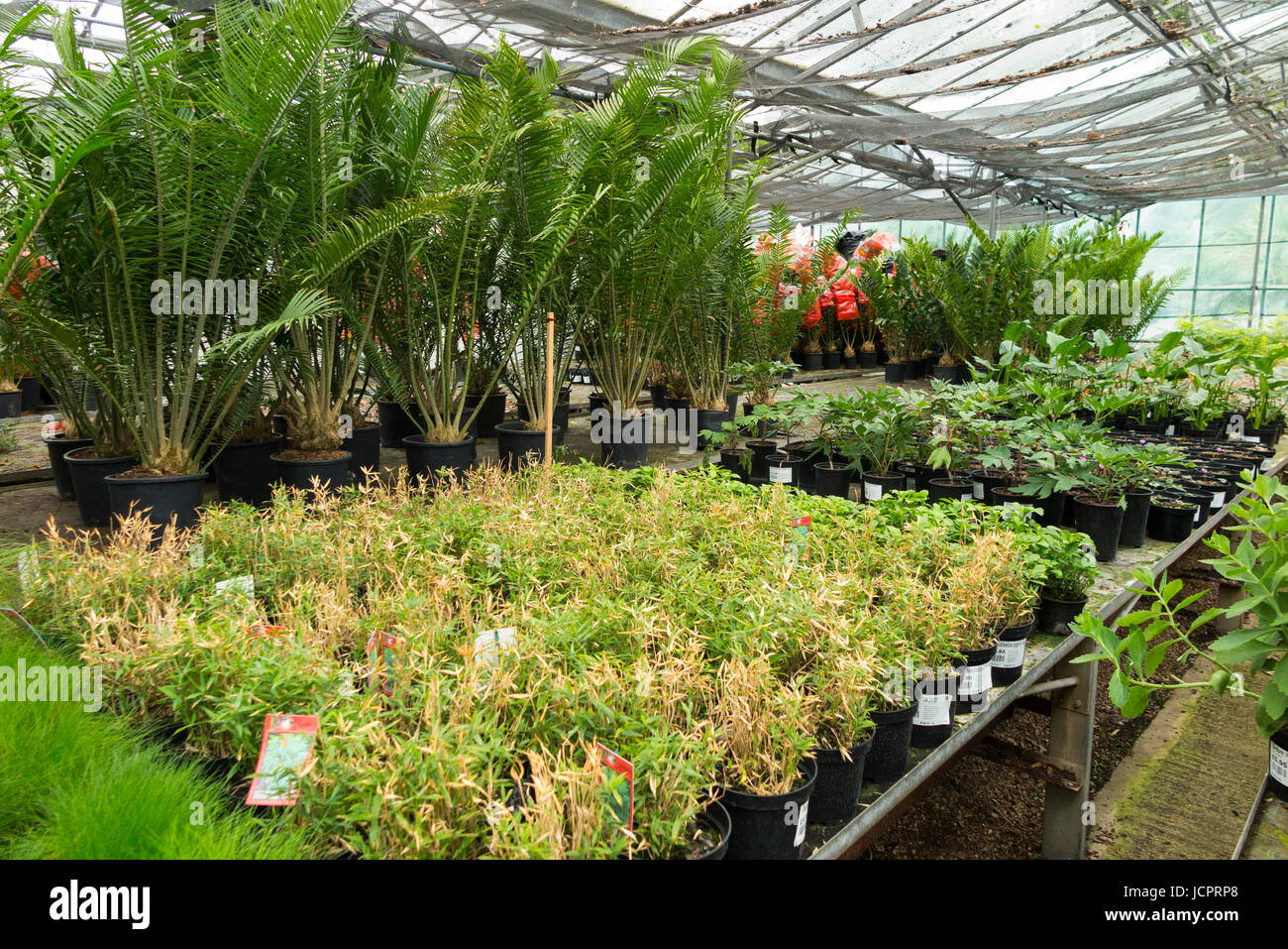 Plants displayed / on display at The Palm Centre, Ham Central Nursery ...
