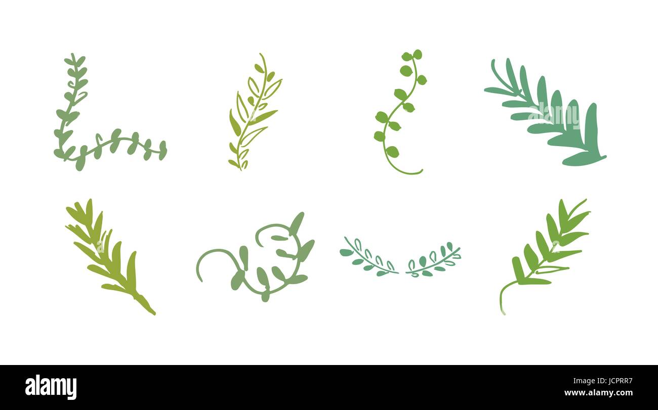 Vector icon of various leaves Stock Vector Image & Art - Alamy