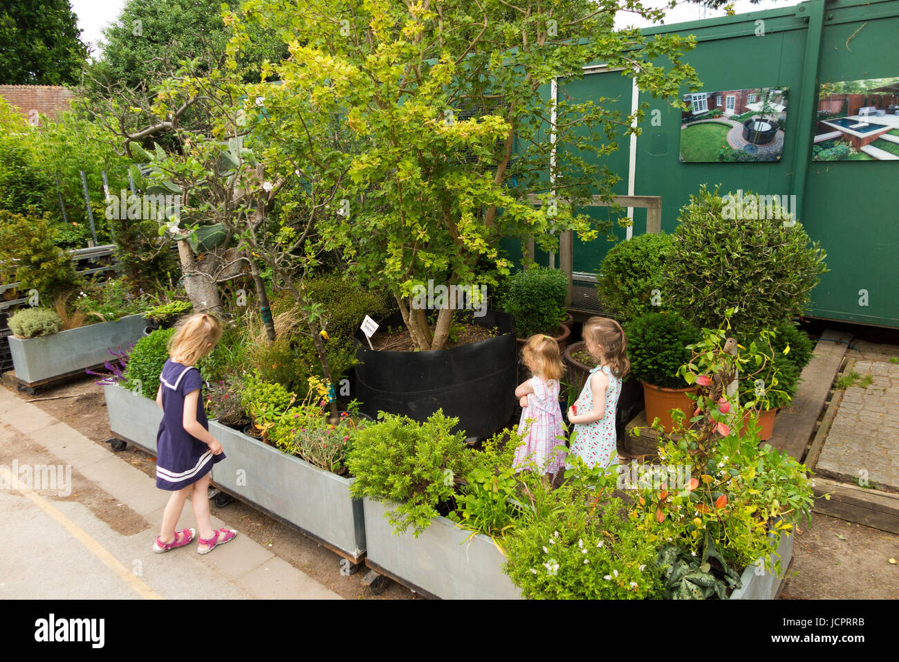 Plants displayed / on display at The Palm Centre, Ham Central Nursery ...