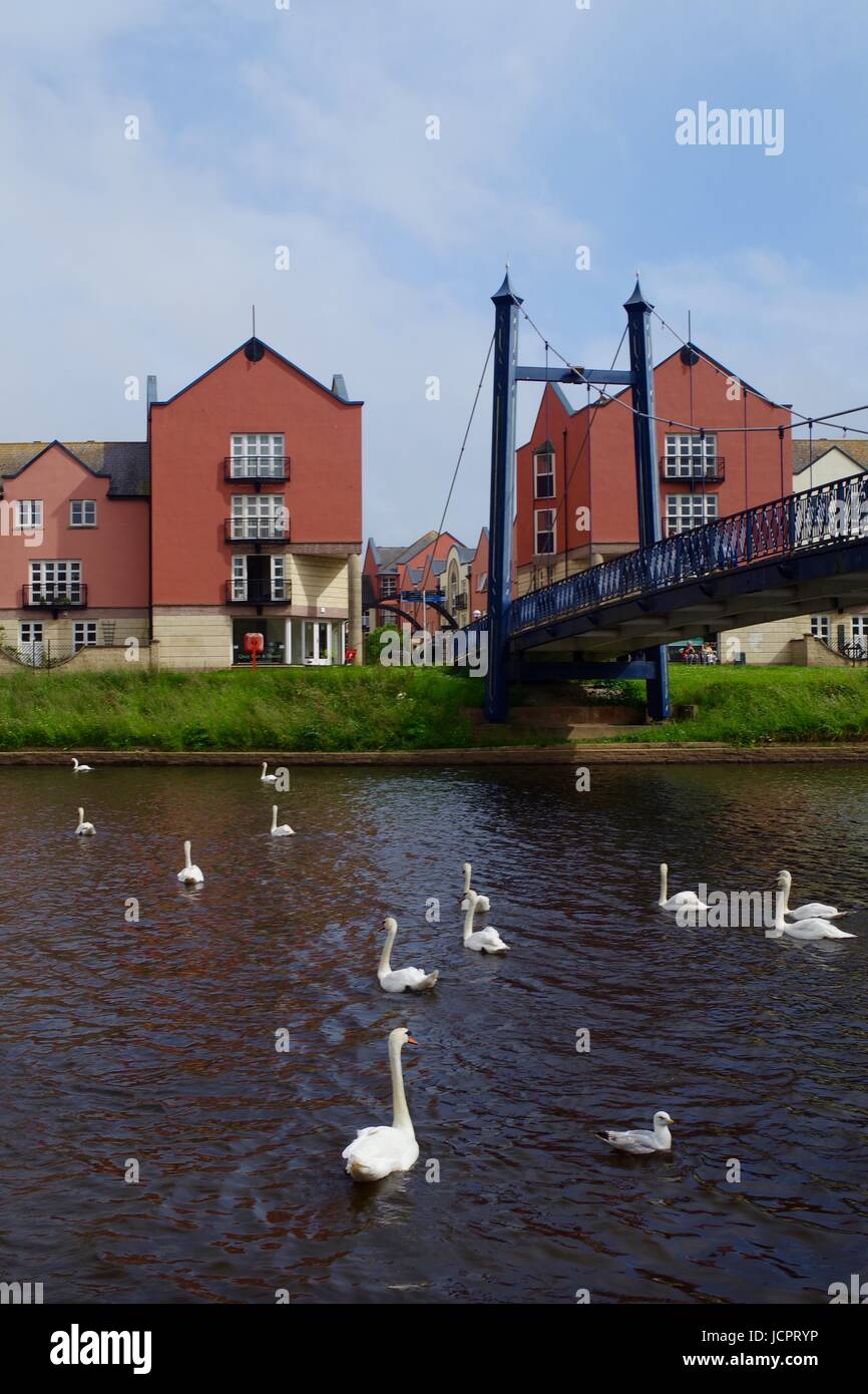 Cricklepit Suspension Bridge and Mute Swans at Exeter Quay. Devon, UK ...