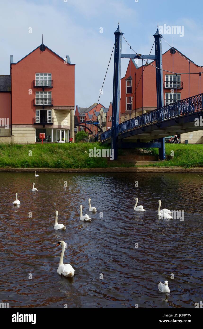 Cricklepit Suspension Bridge and Mute Swans at Exeter Quay. Devon, UK ...