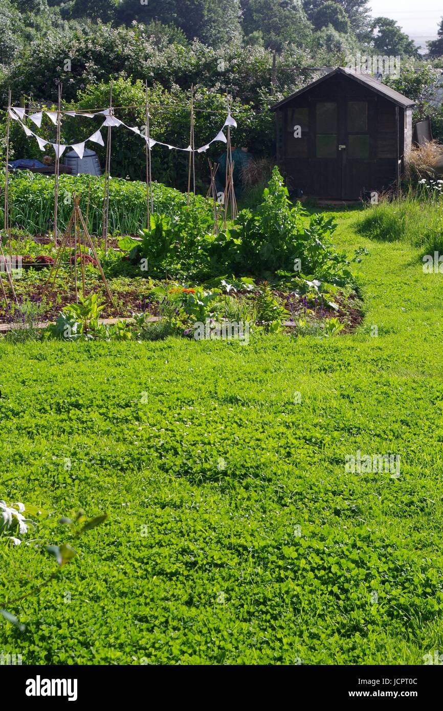 An Allotment Plot in Summer. Exeter, Devon, UK. June, 2017 Stock Photo ...