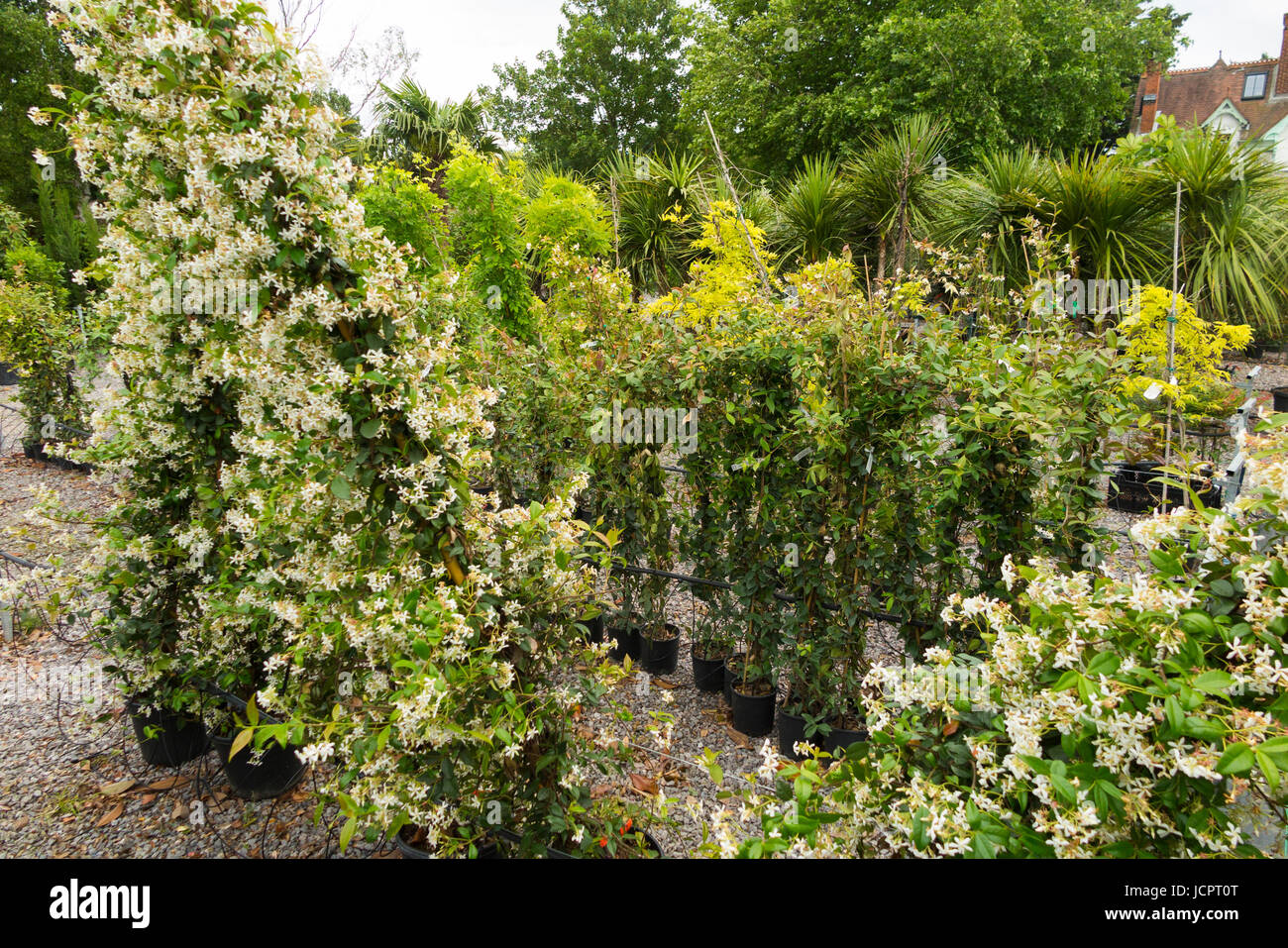 The palm centre richmond hi-res stock photography and images - Alamy