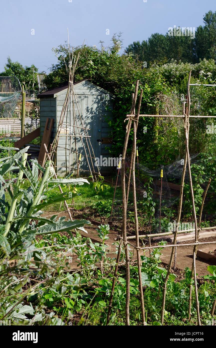 Light Blue Shed on an Allotment Plot. Exeter, Devon, UK. June, 2017 ...