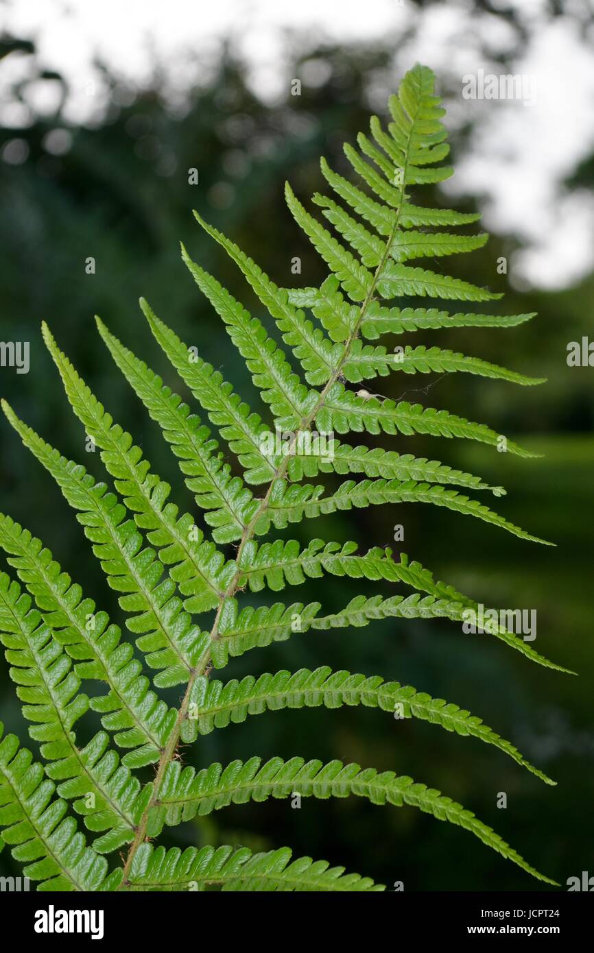 Elegant Fern Leaf, Natural Background. Exeter, Devon, UK. June, 2017 ...