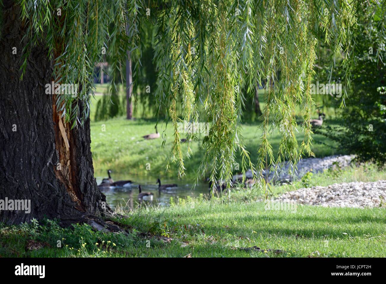 Willow tree on Belle Isle Stock Photo - Alamy