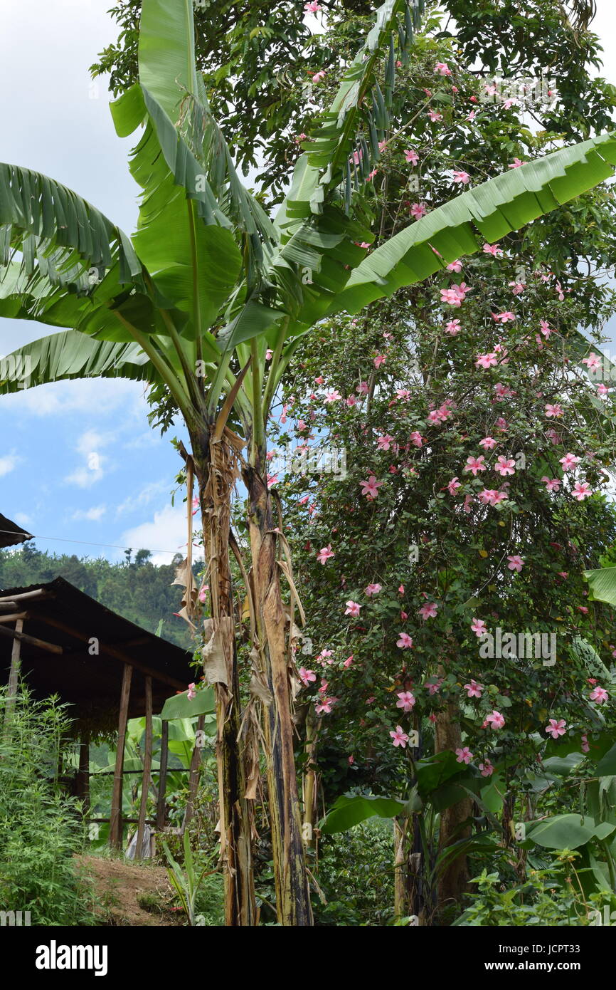 Flora in Uganda Stock Photo - Alamy