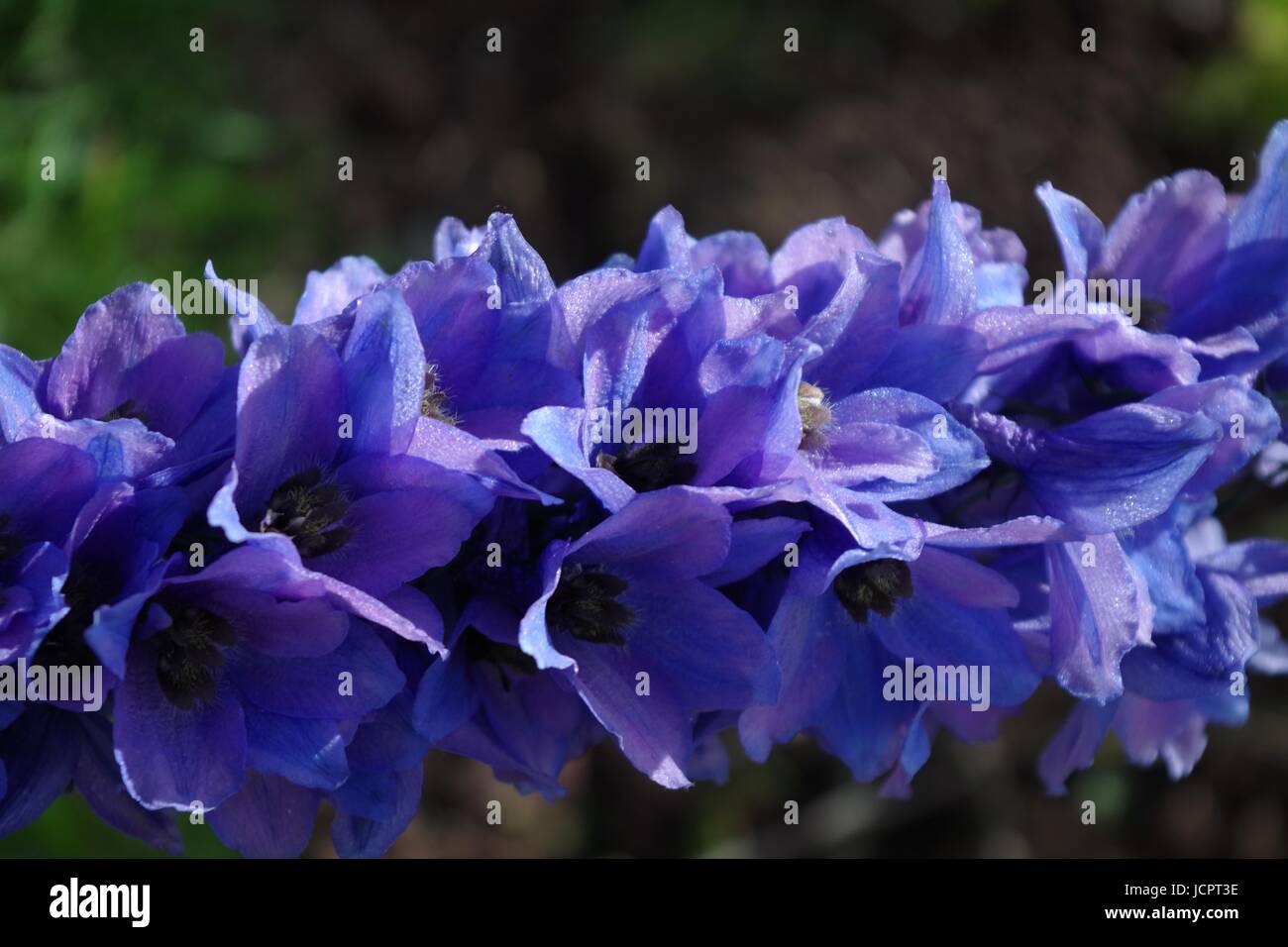 Purple Garden Flower. Exeter, Devon, UK. June, 2017 Stock Photo - Alamy