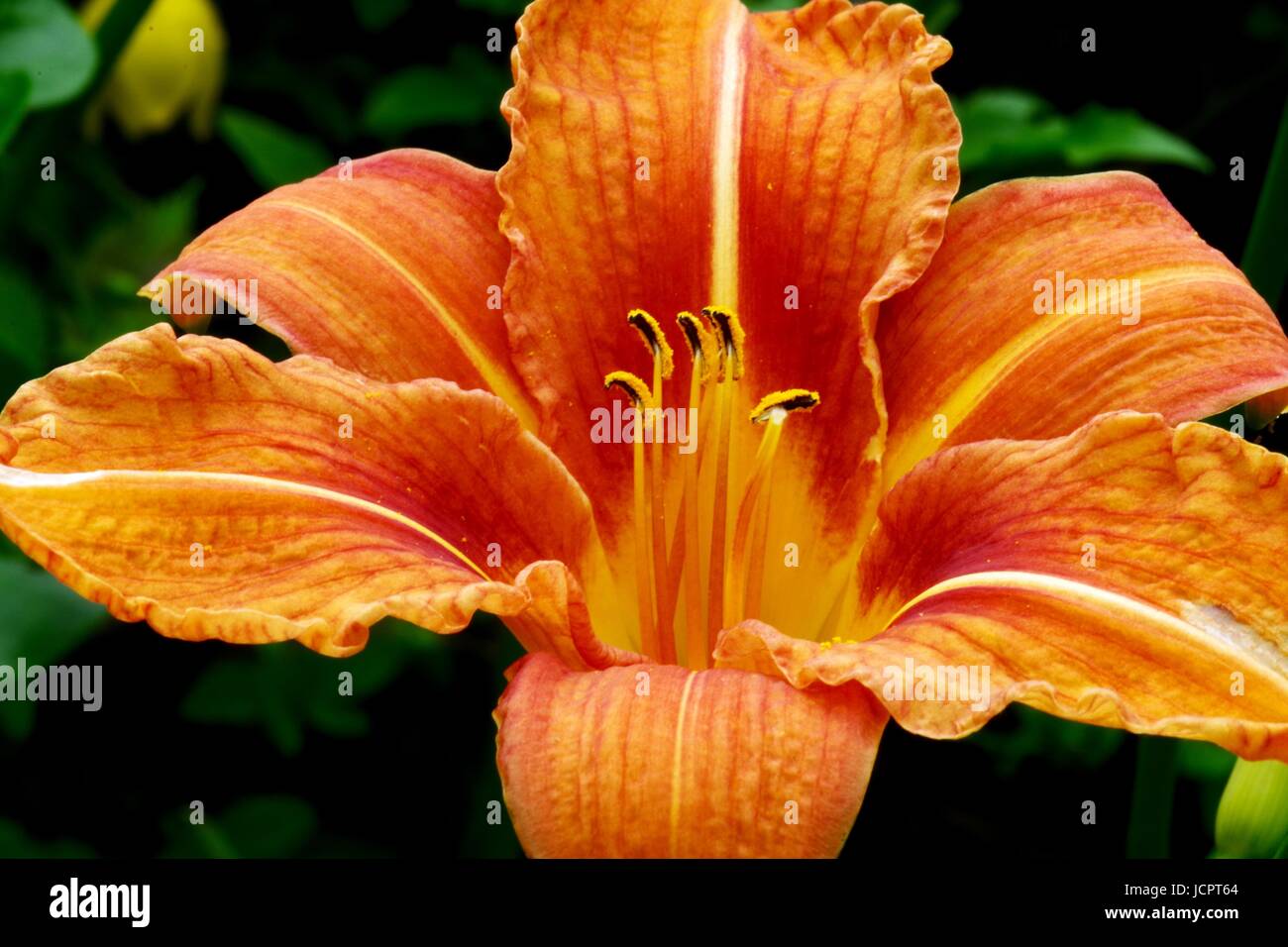 Macro Photo of an Orange Lily Flower (Lilium bulbiferum). Exeter, Devon ...