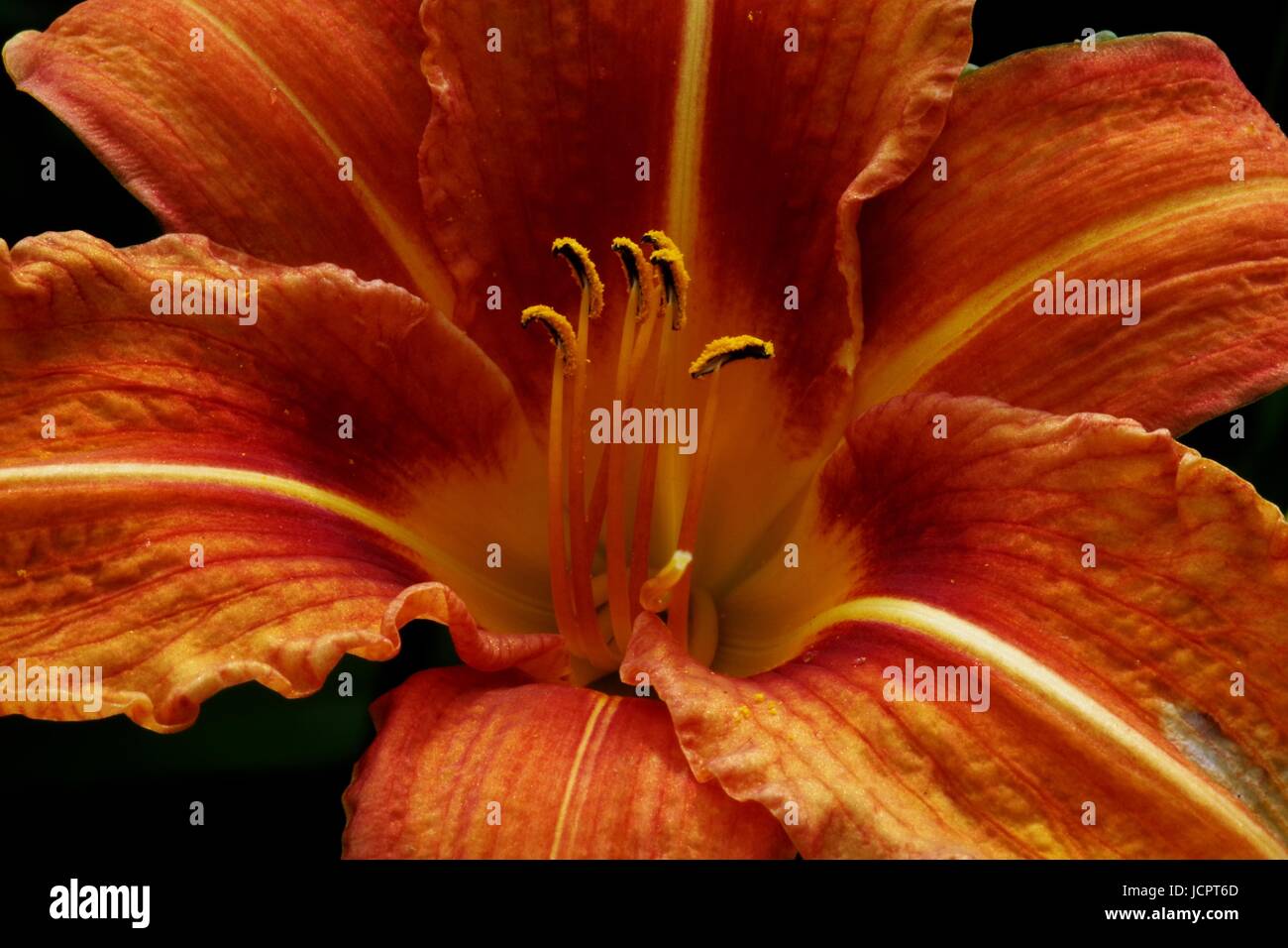 Macro Photo of an Orange Lily Flower (Lilium bulbiferum). Exeter, Devon ...
