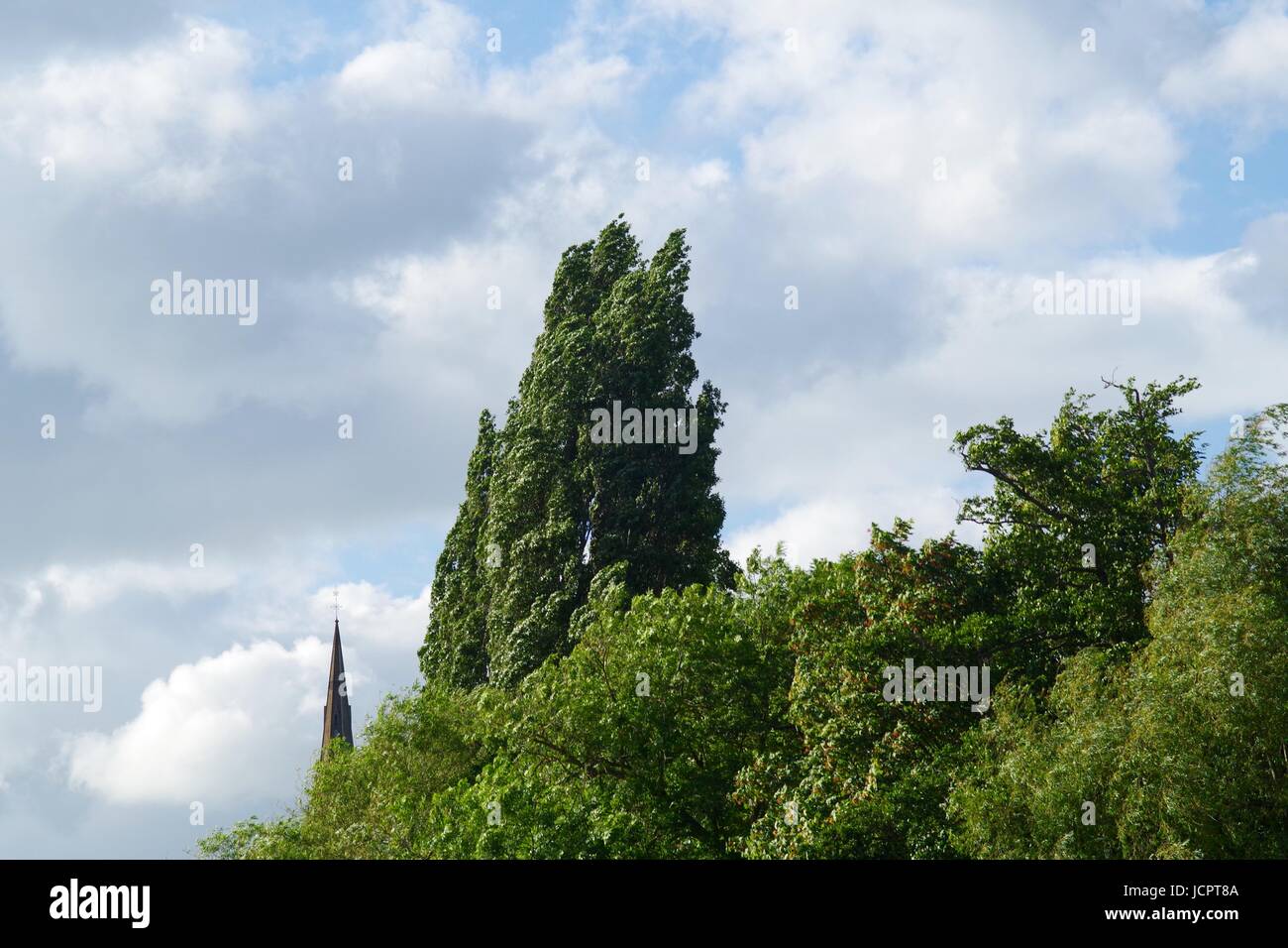 The Spire of St Leonards Church behind Tree Tops on a Cloudy Day ...