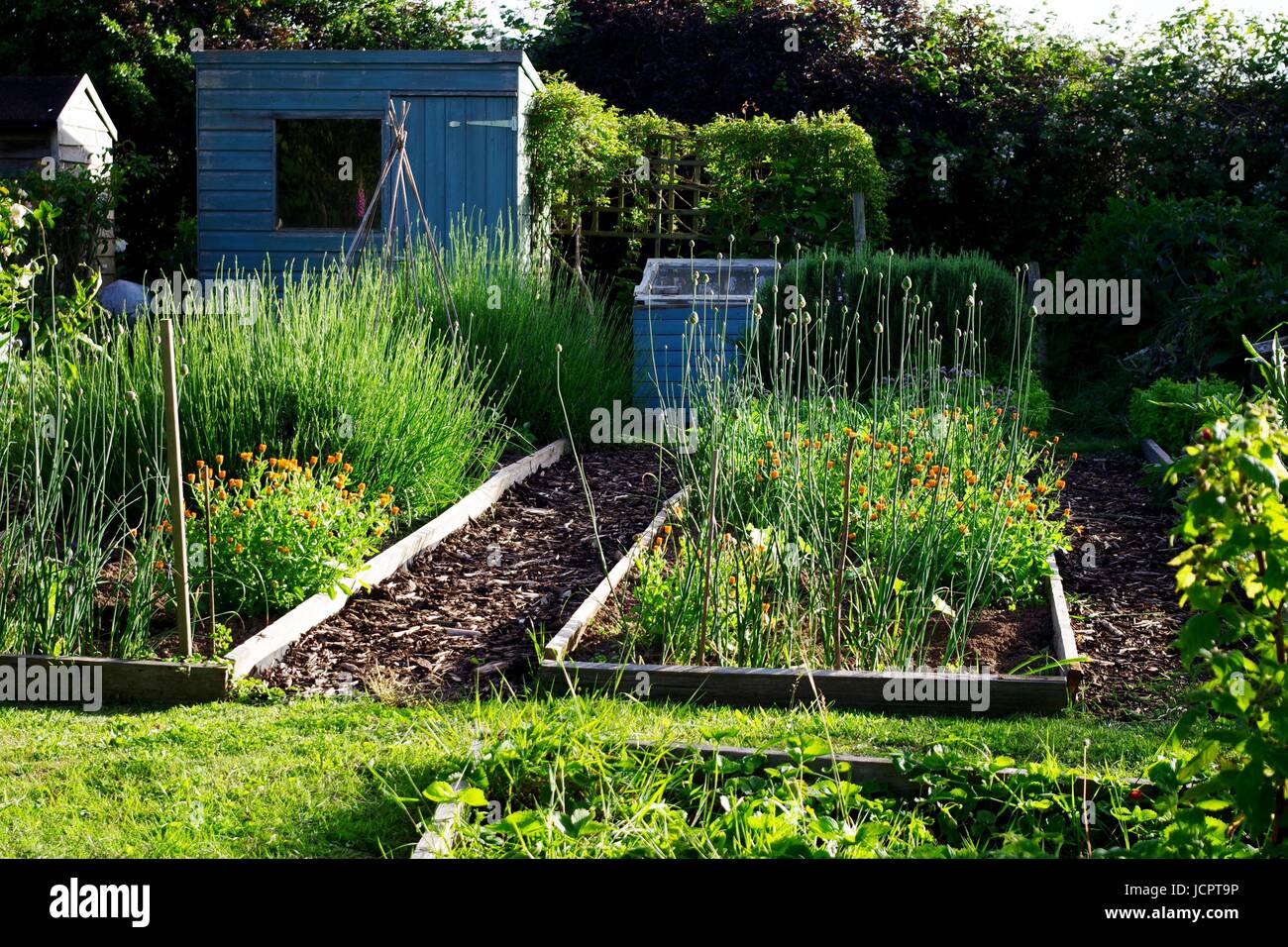 An English Allotment Plot. Exeter, Devon, UK. June, 2017 Stock Photo ...