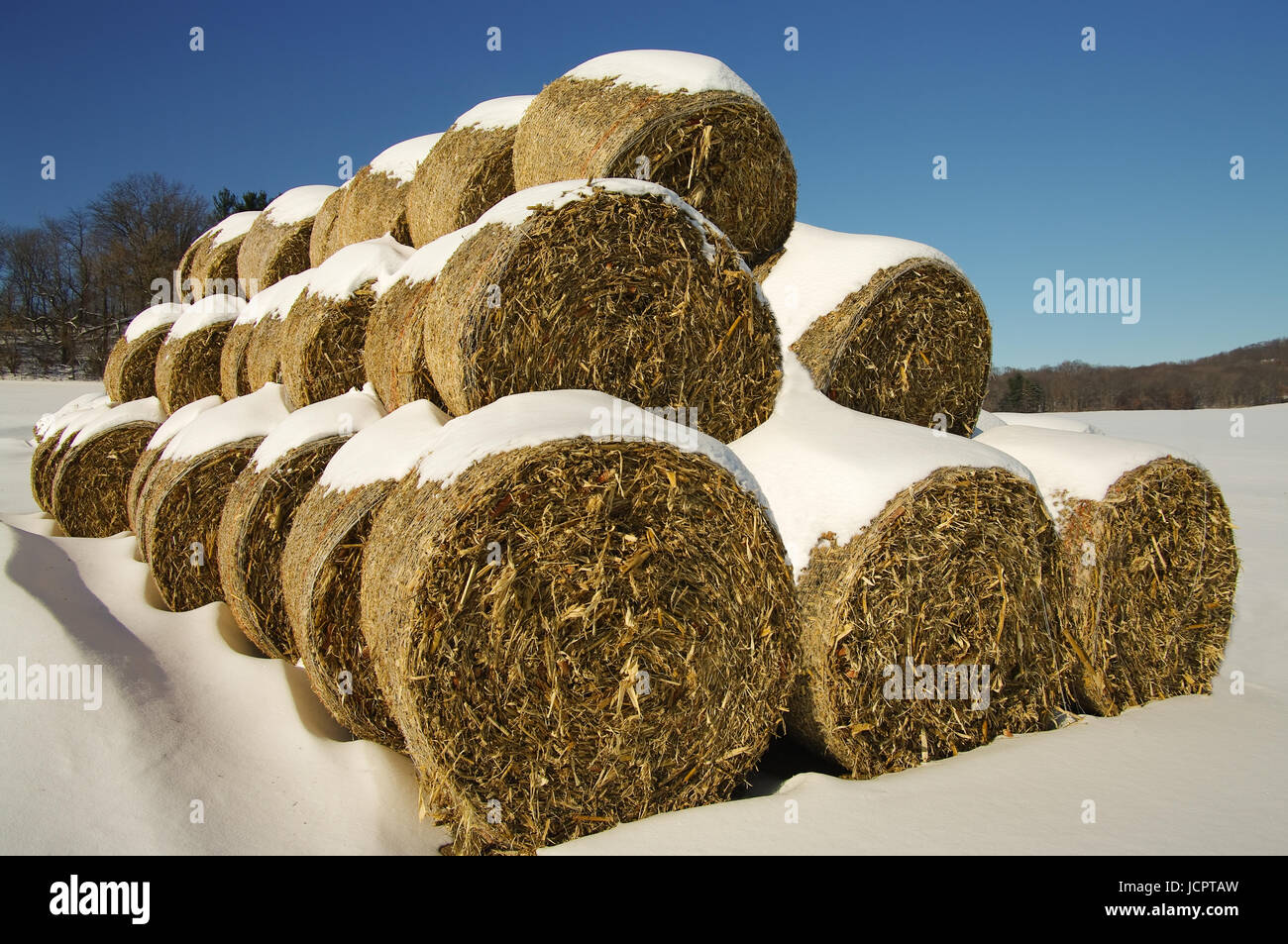 Corn Fodder Bales in Winter: Corn stalks, leaves and cobs that were ...