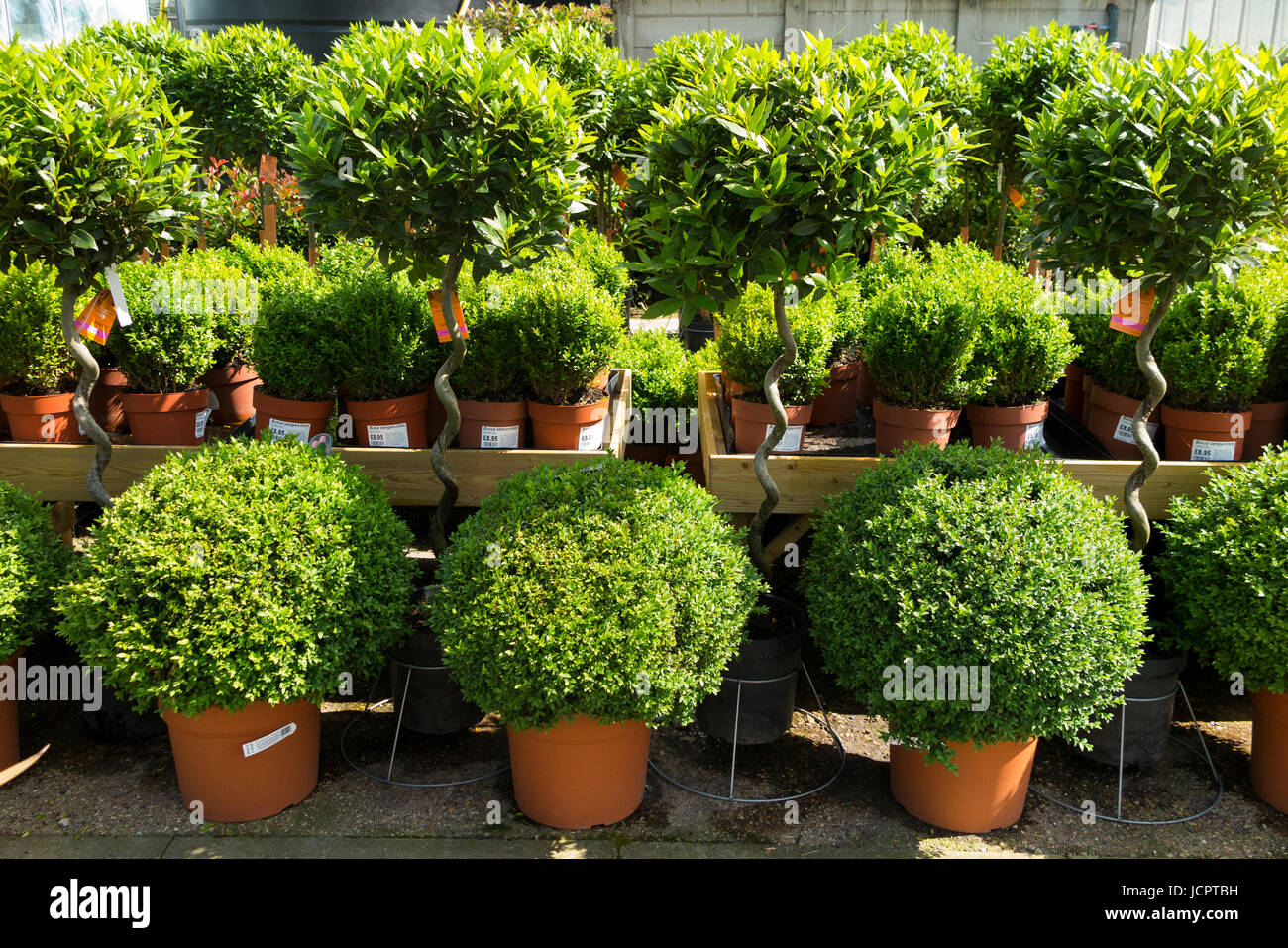 Plants displayed / on display at The Palm Centre, Ham Central Nursery ...