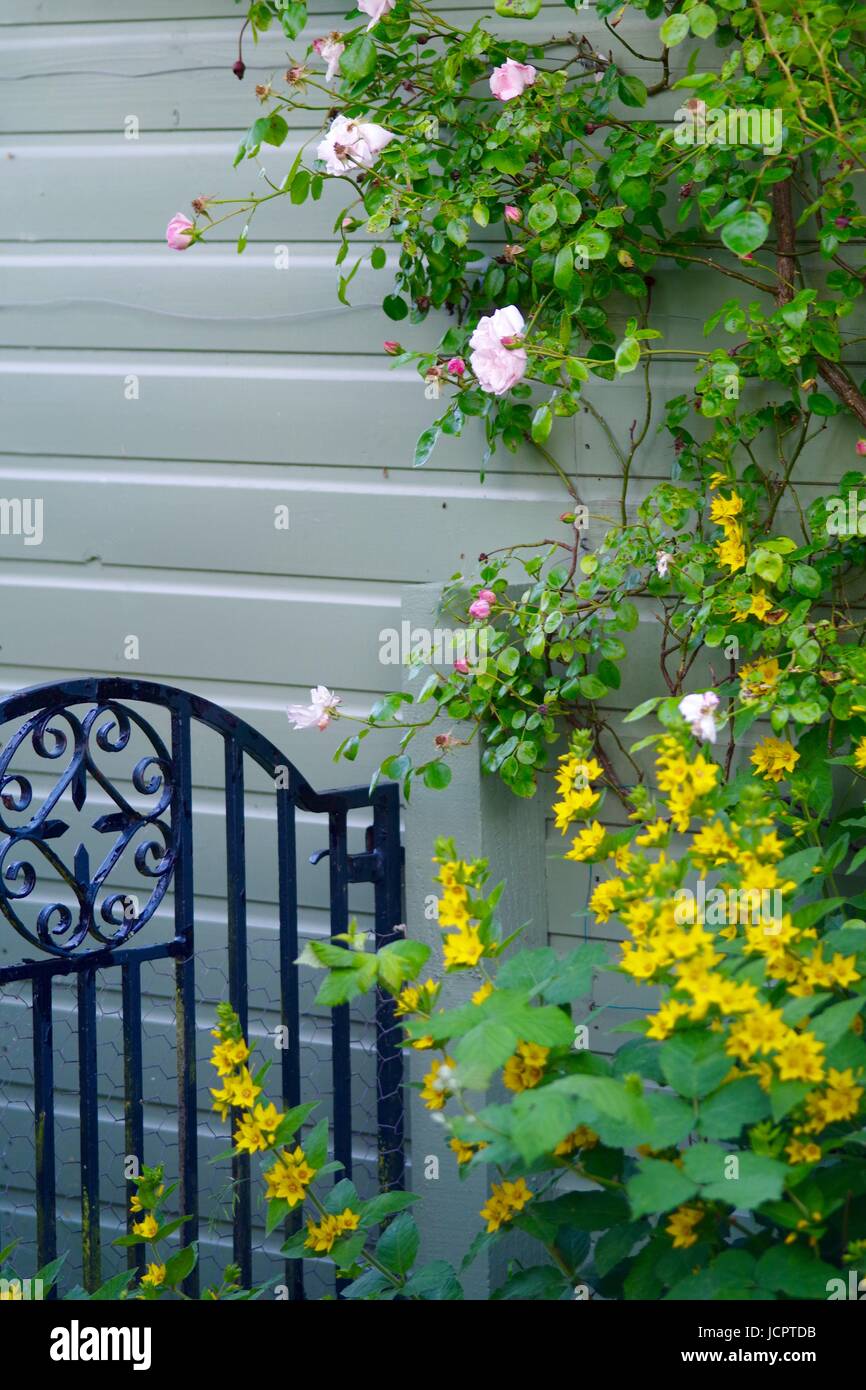 Black Metal Gate, Shed and Rose Plant at an Exeter Allotment. Devon, UK ...